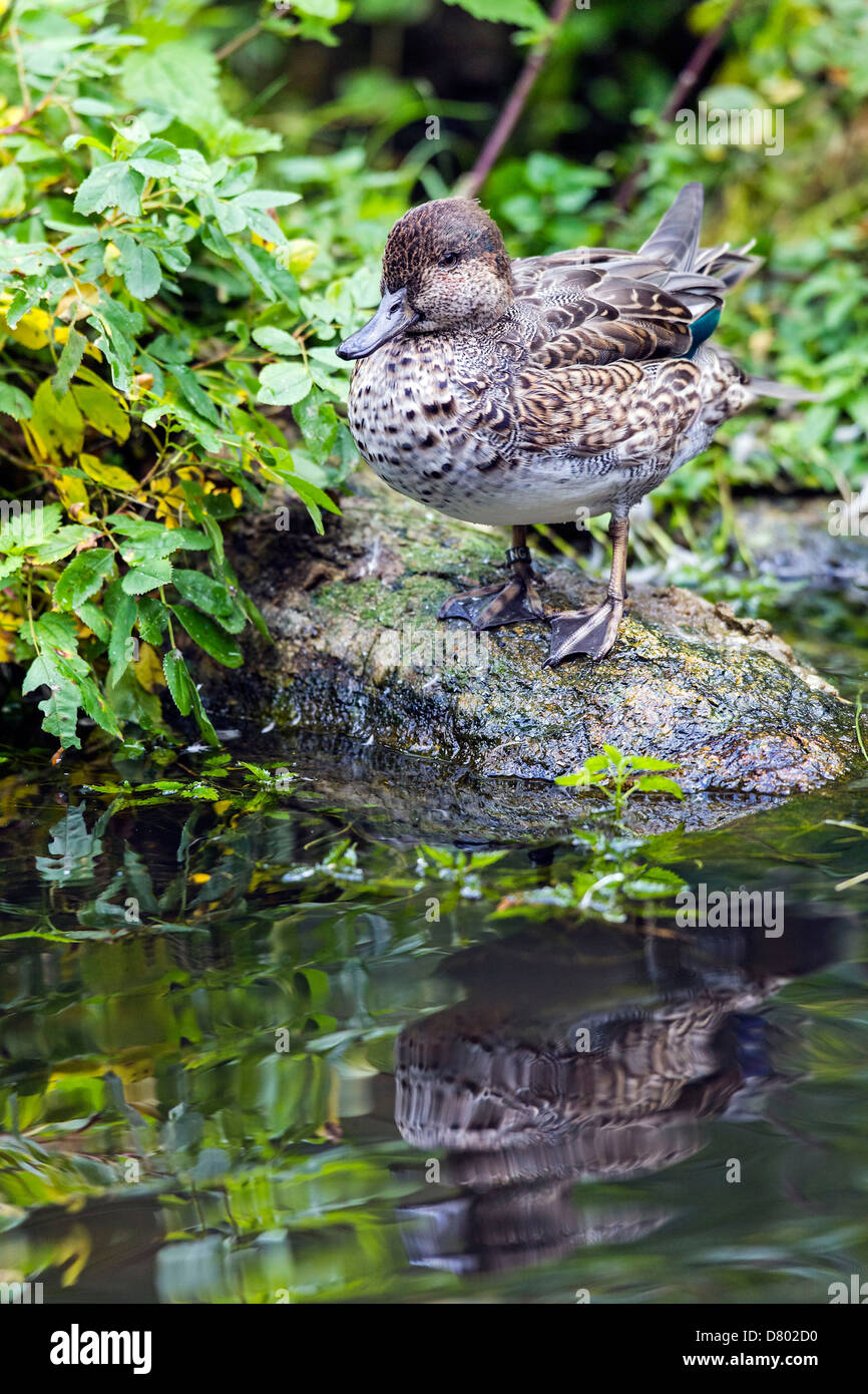 Eurasian teals hi-res stock photography and images - Alamy