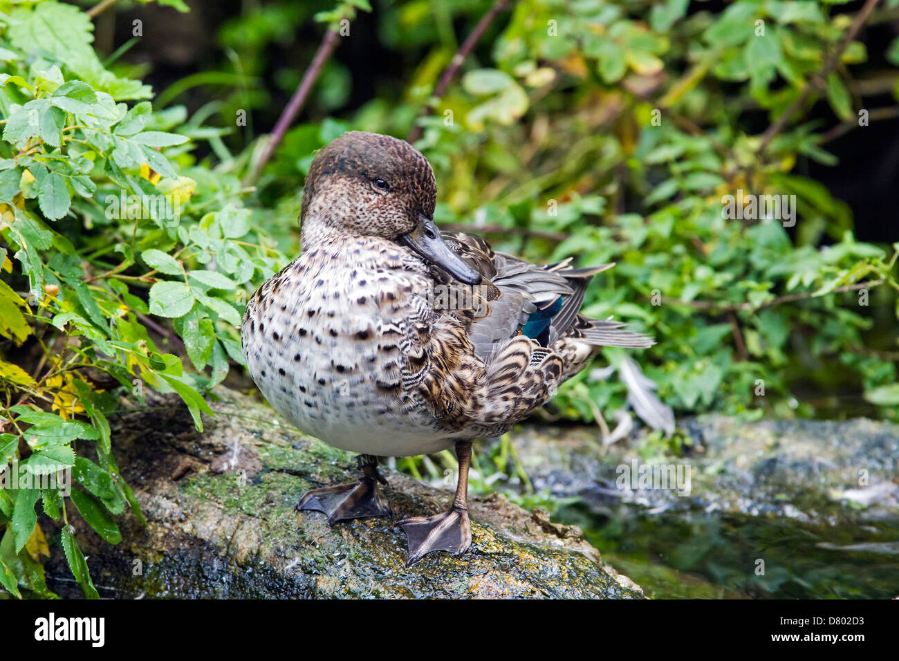 Eurasian teals hi-res stock photography and images - Alamy