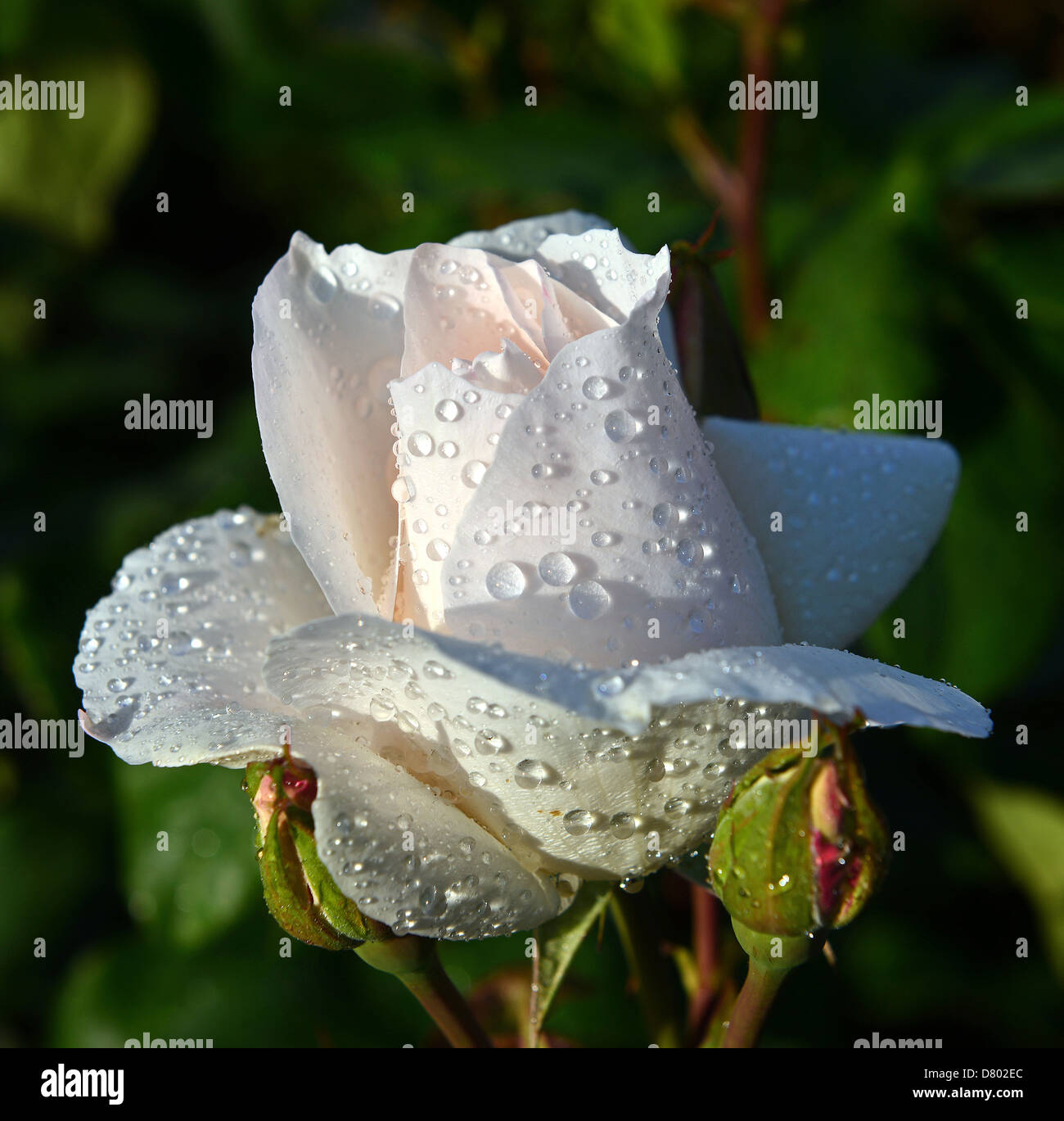branch of white roses and raindrops Stock Photo - Alamy