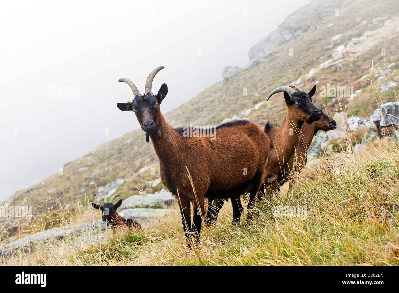 Pinzgauer goat hi-res stock photography and images - Alamy