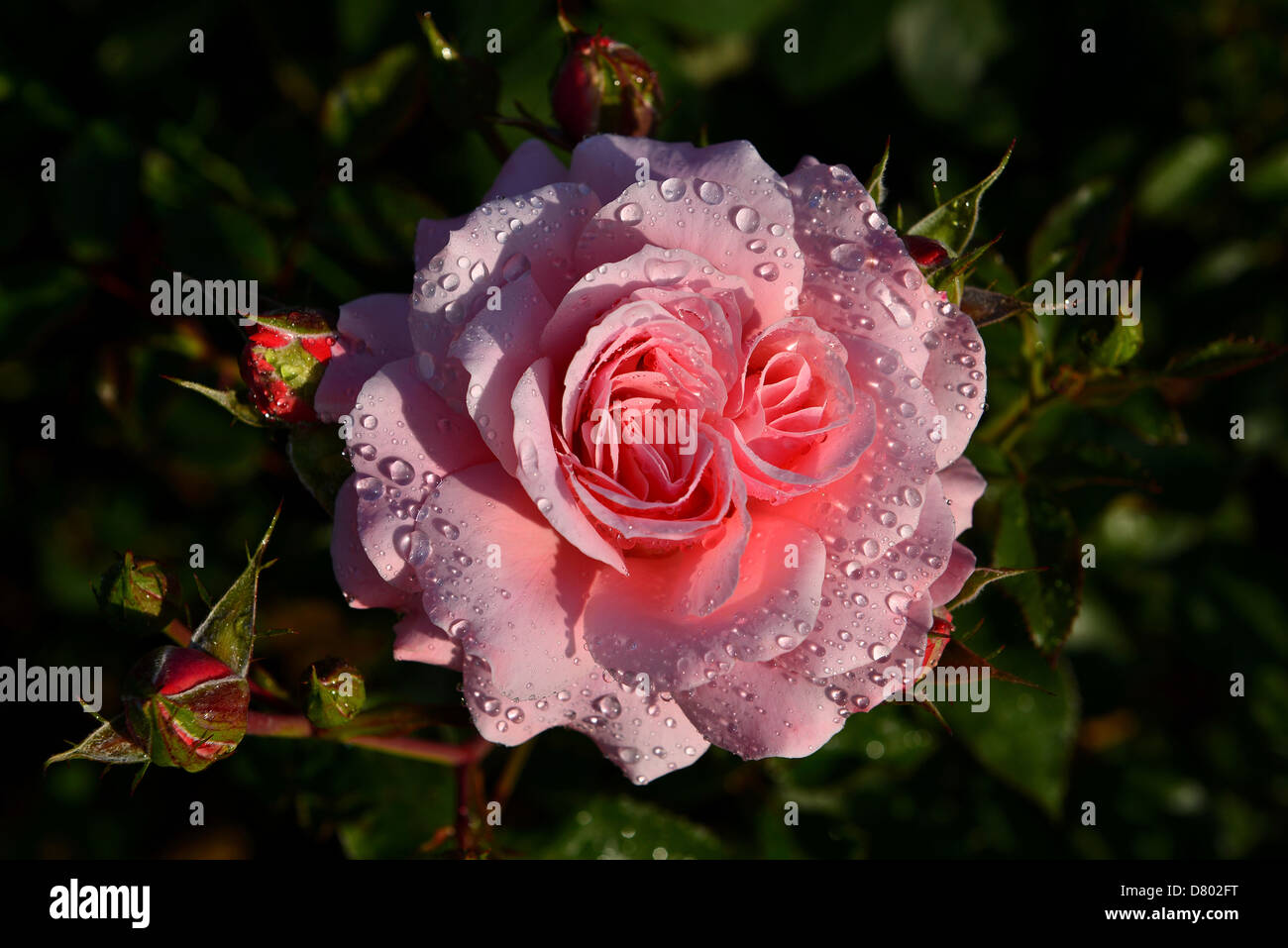 Branch of roses hi-res stock photography and images - Alamy