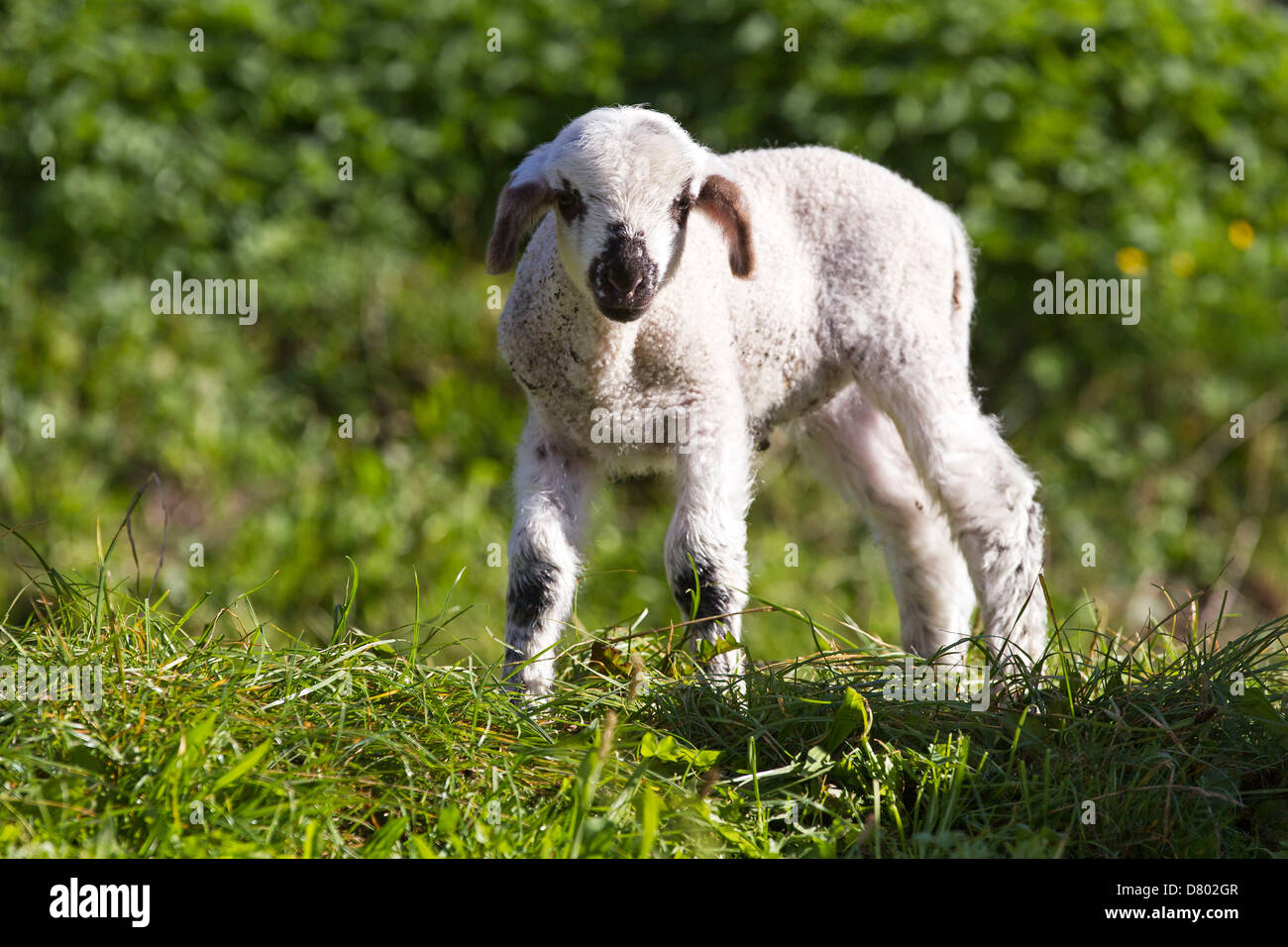 Lambss hi-res stock photography and images - Alamy