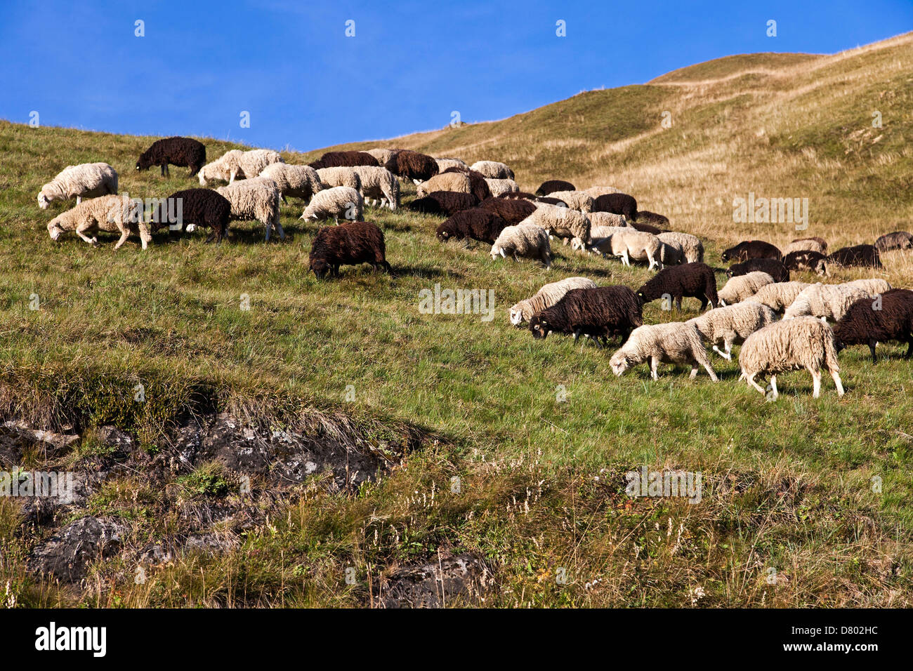 Sheep searching for food hi-res stock photography and images - Alamy
