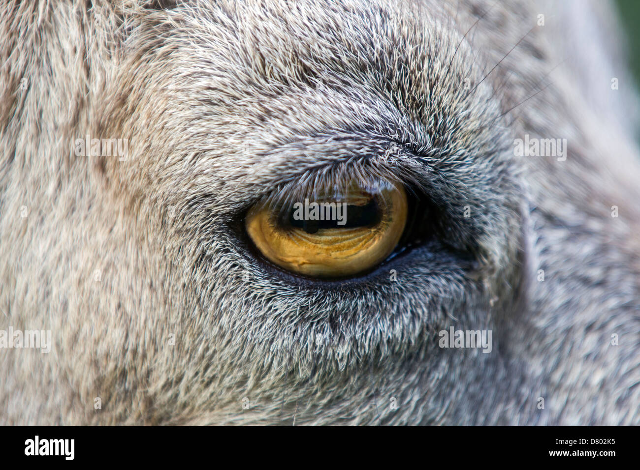 Ibex eye hi-res stock photography and images - Alamy