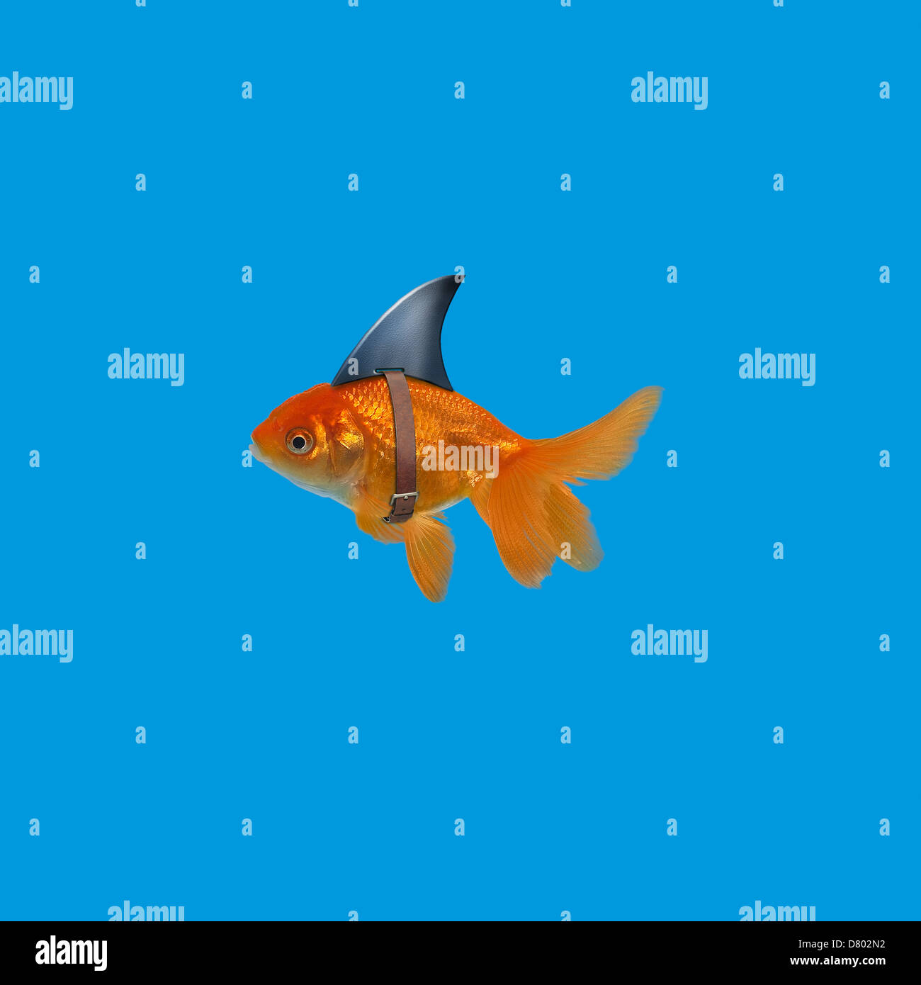 Goldfish wearing shark fin Stock Photo - Alamy