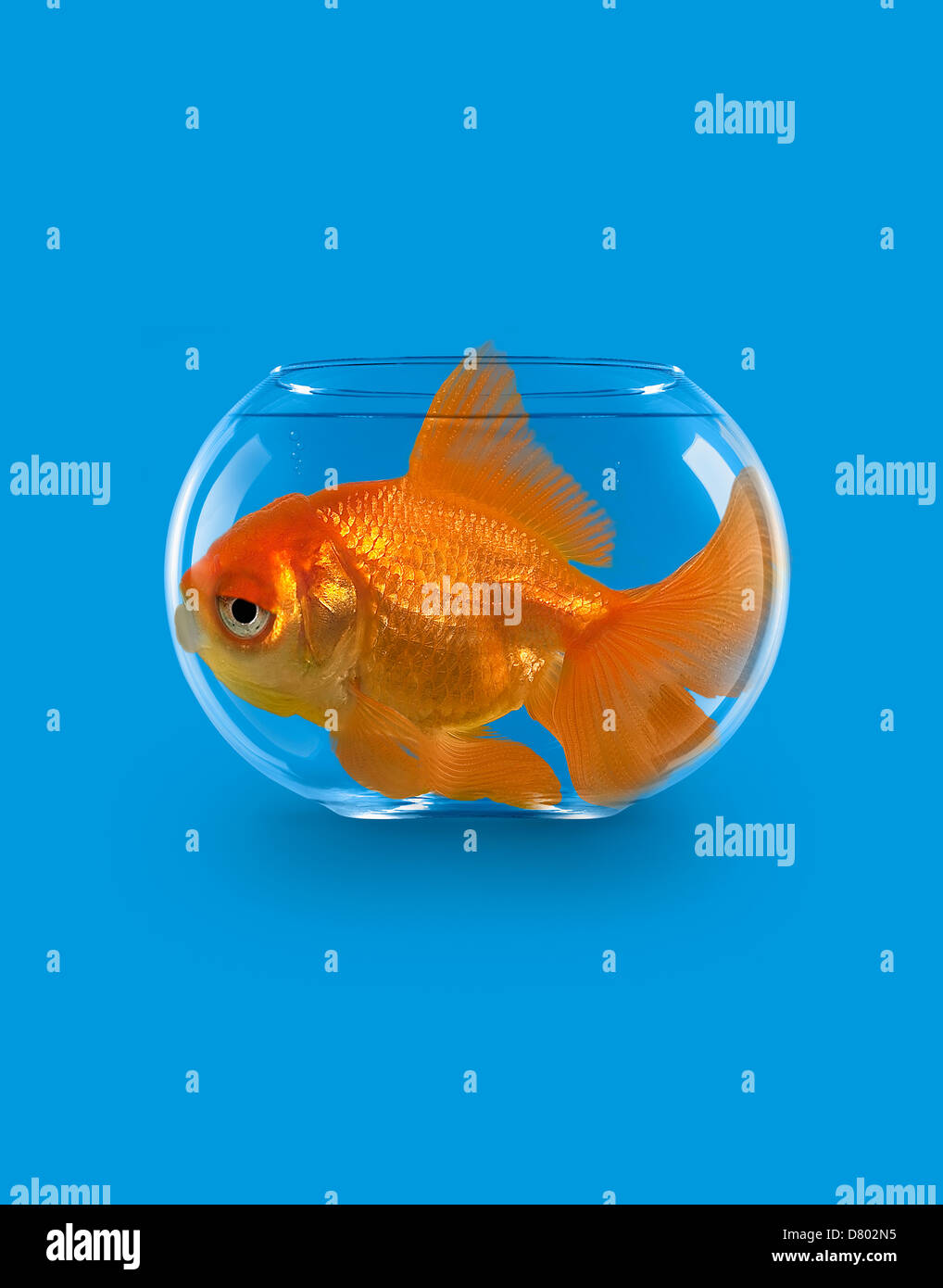 Goldfish bowl hi-res stock photography and images - Alamy