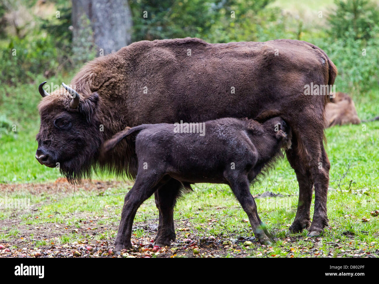 Baby wisent hi-res stock photography and images - Alamy