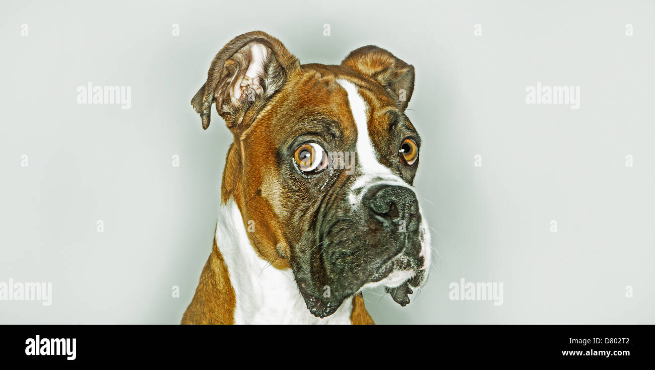 Dogs face hi-res stock photography and images - Alamy