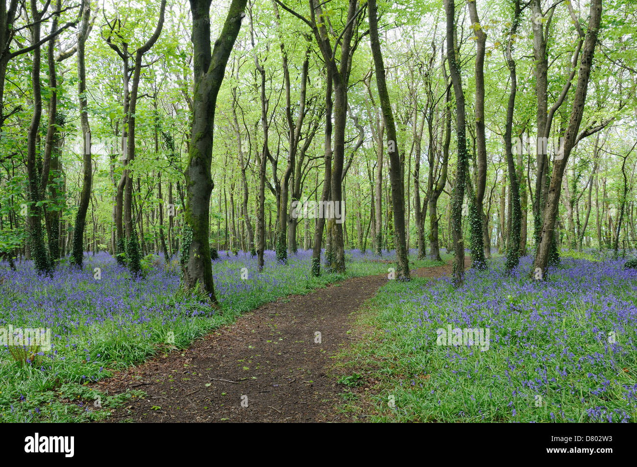 Path through bluebell woods at Tehidy Country Park Cornwall England ...