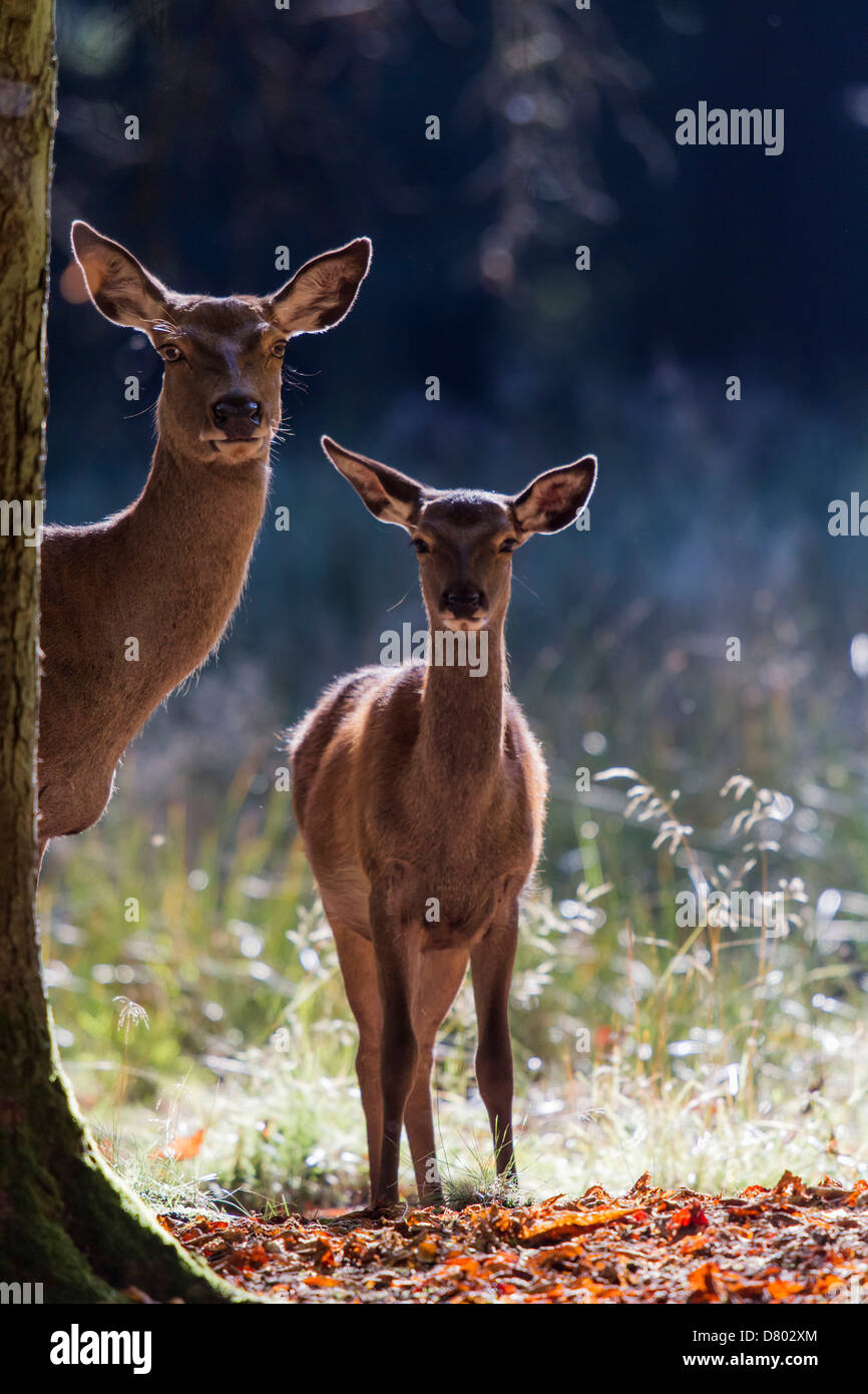 Juvenile red deer stag cervus elaphus autumn hi-res stock photography ...