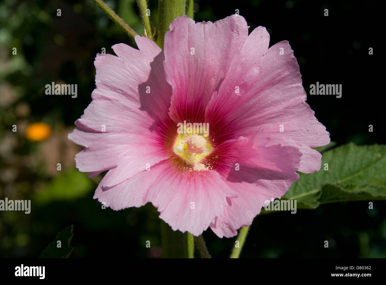 Althaea Rosea, Australian Hollyhock Stock Photo - Alamy