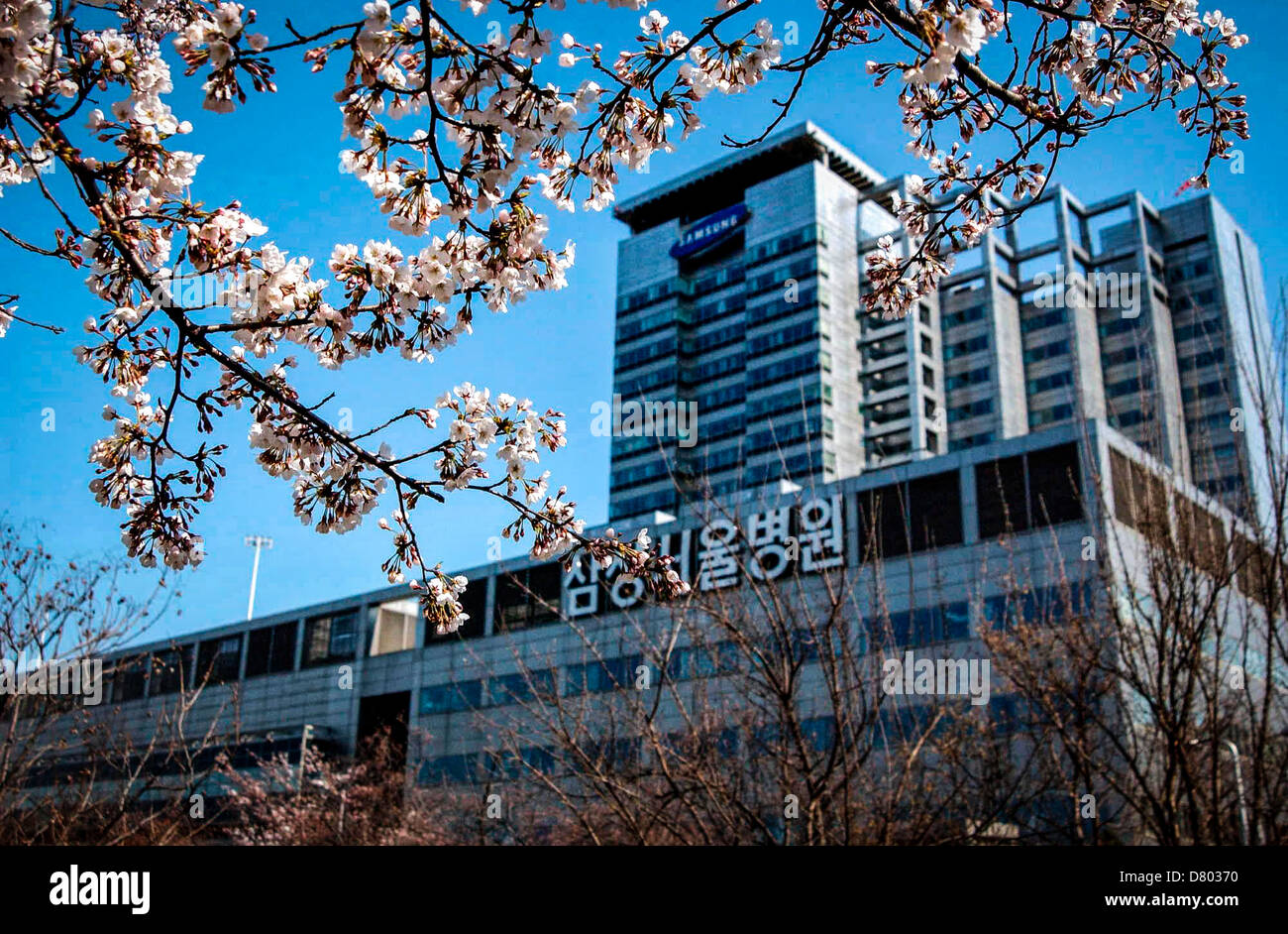 Cherry blossom at the Samsung Medical Center on a sunny day, South ...
