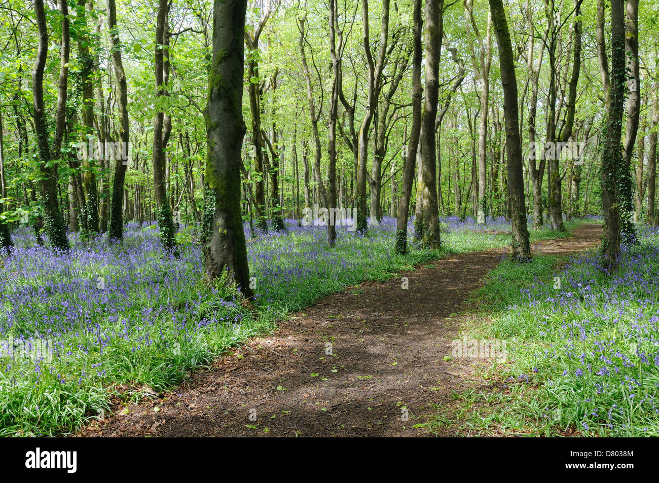Path through bluebell woods at Tehidy Country Park Cornwall England ...