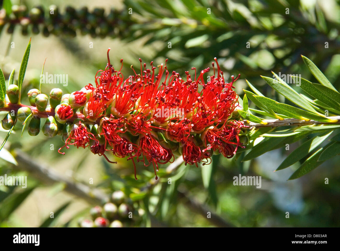 Callistemon Viminalis, Crimson Bottlebrush Stock Photo - Alamy