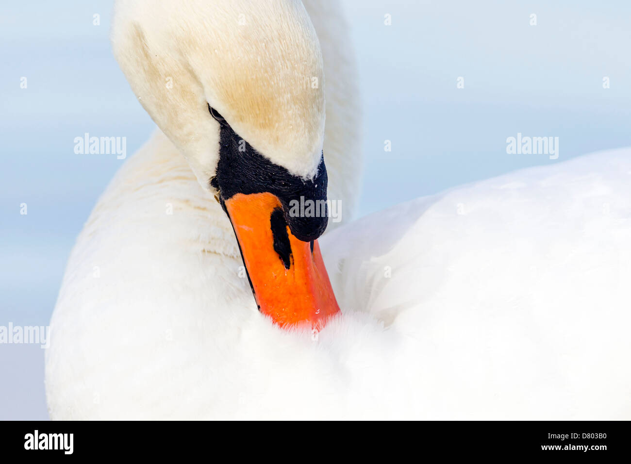 White swan preens itself hi-res stock photography and images - Alamy