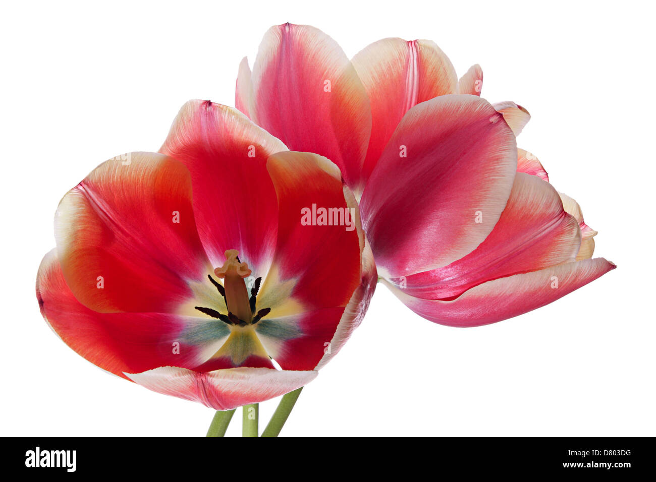 Fine three flowers isolated on white background Stock Photo - Alamy
