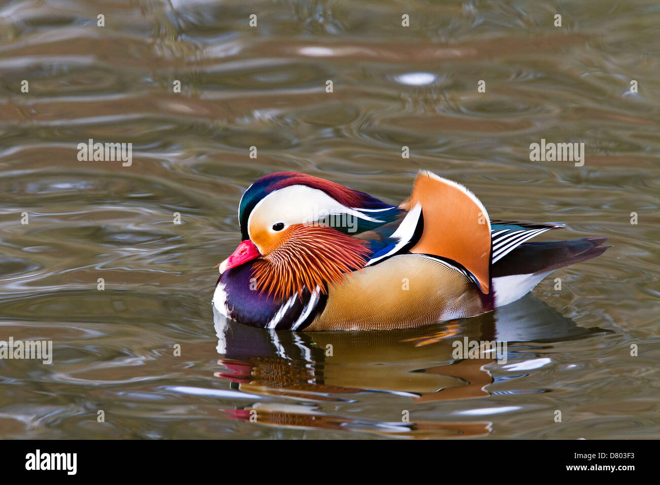 Mandarin ducks on lake hi-res stock photography and images - Alamy