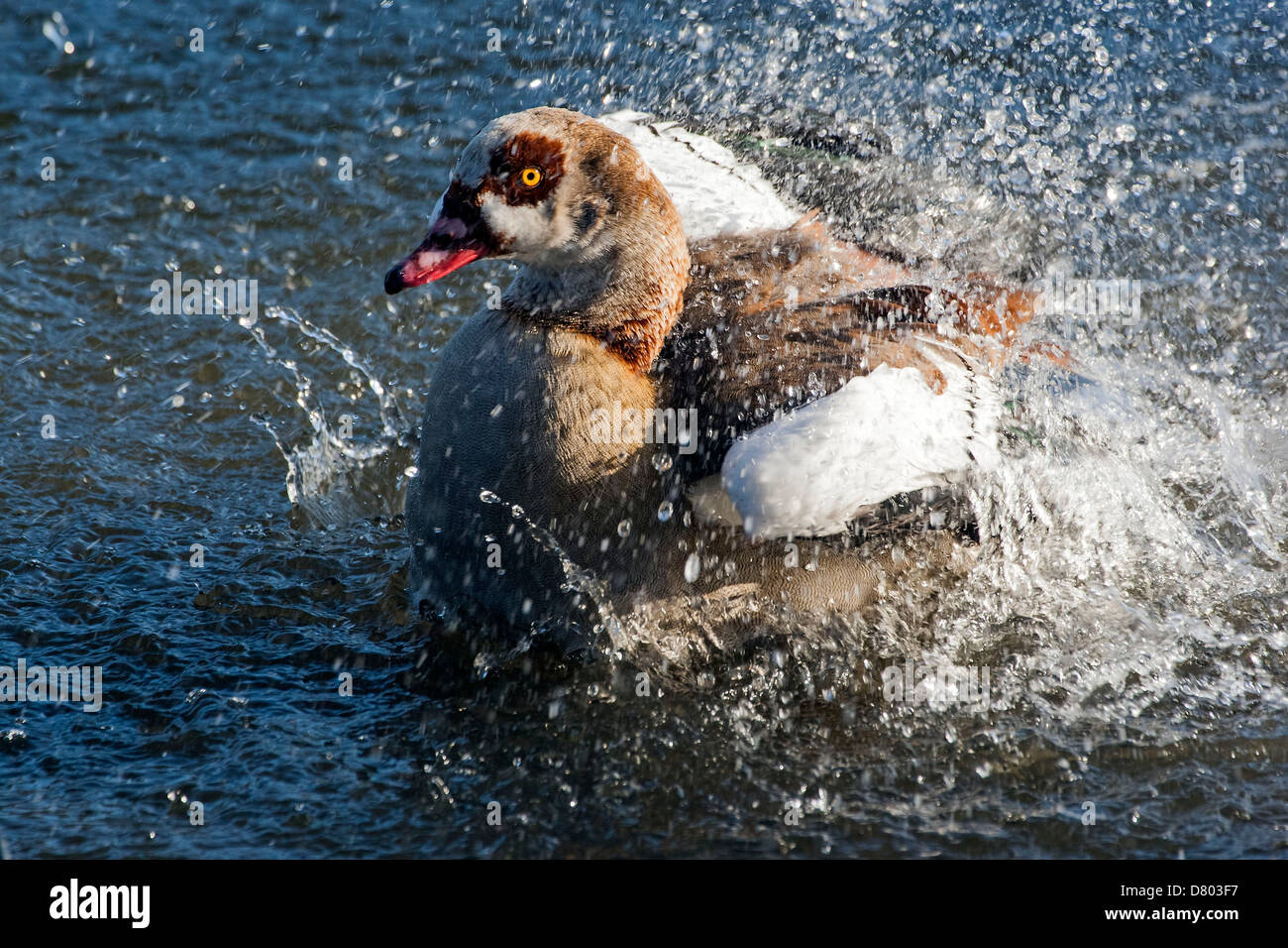 Egyptian goose bathing hi-res stock photography and images - Alamy
