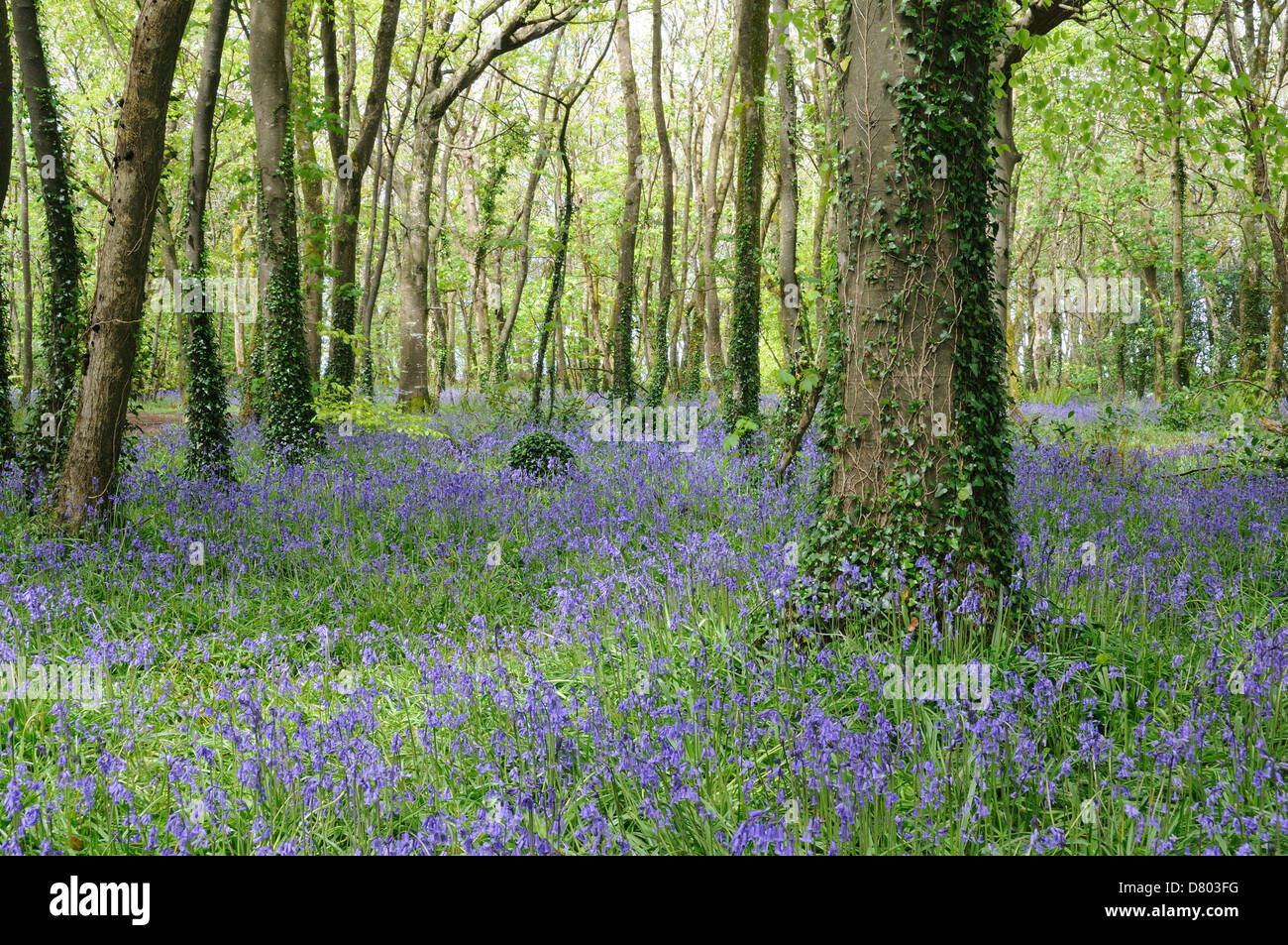 Bluebell woods in spring Tehidy Country Park Cornwall England Stock ...