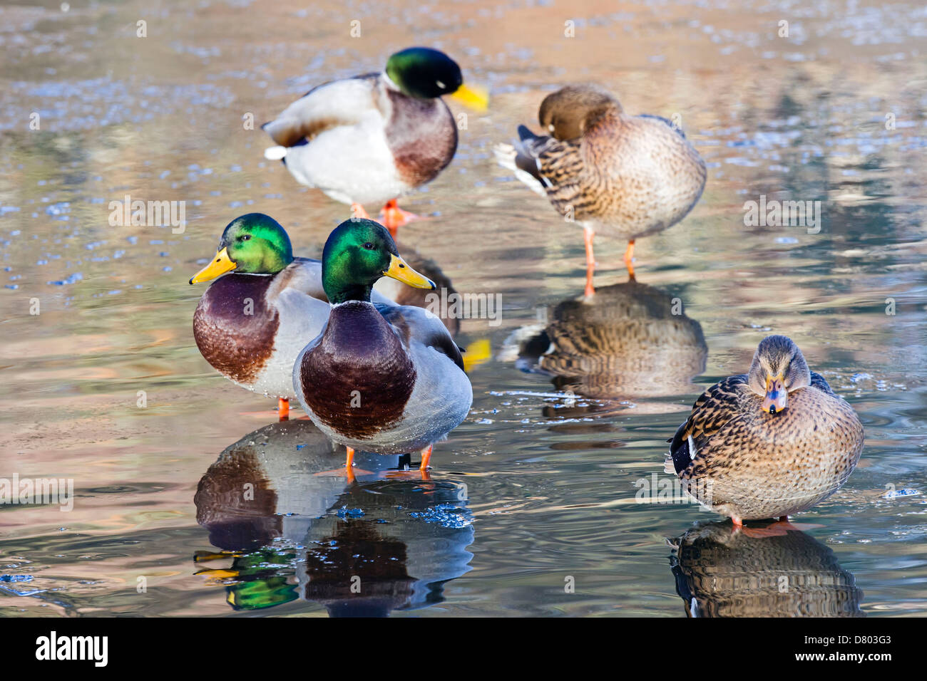 Mallard duck anas platyrhynchos adult males and females hi-res stock ...