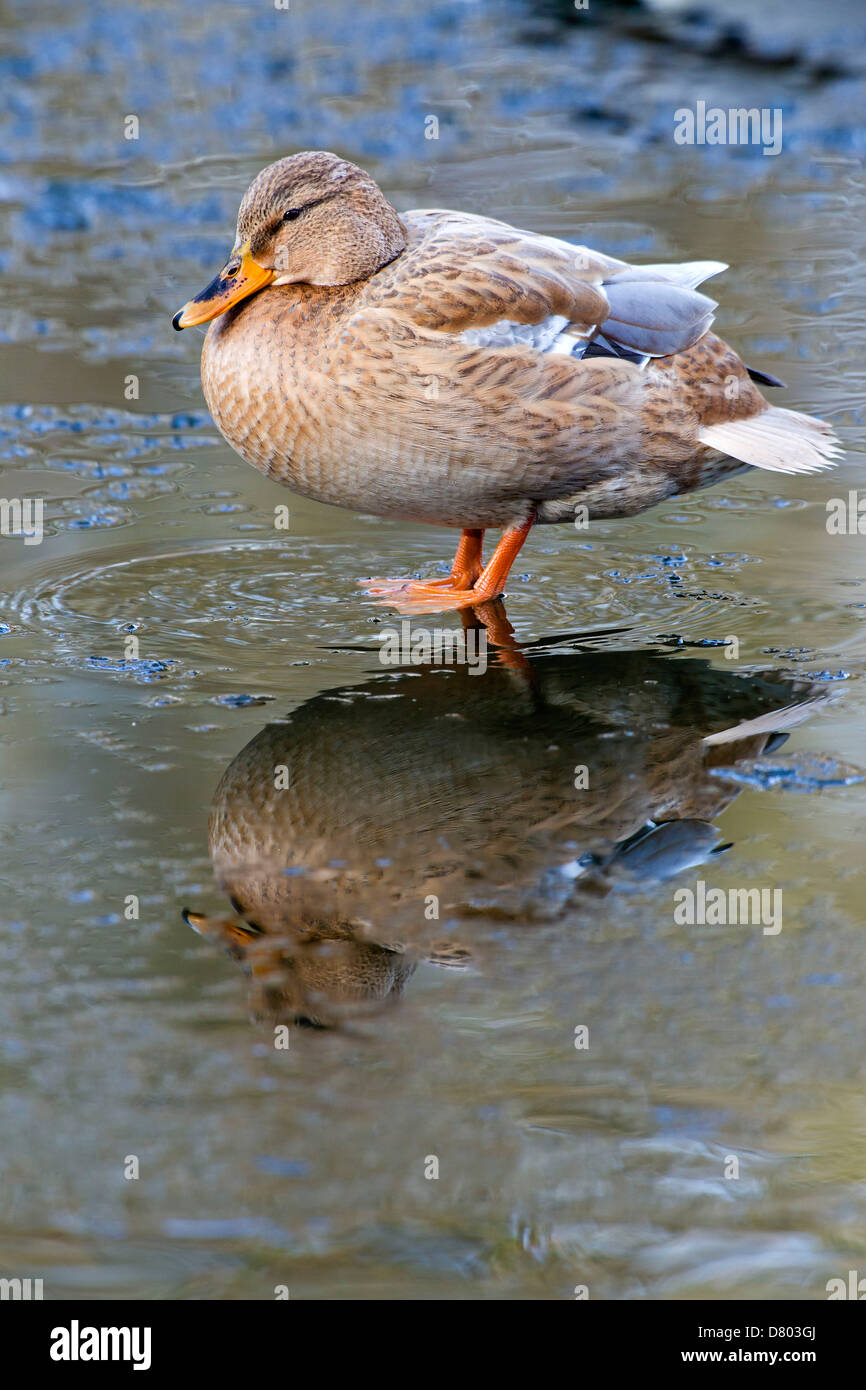 Mallard duck size hi-res stock photography and images - Alamy