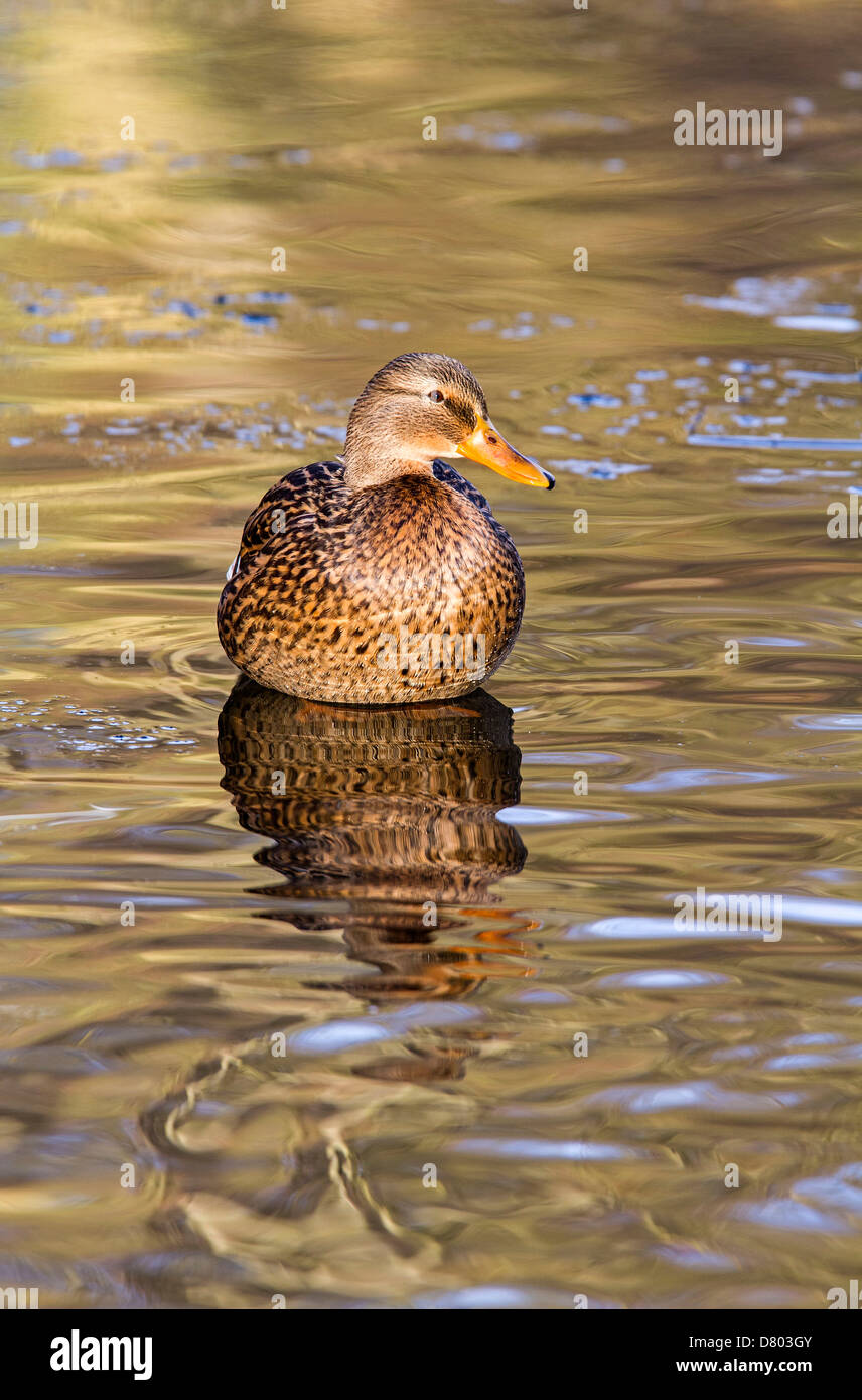 Mallard duck size hi-res stock photography and images - Alamy