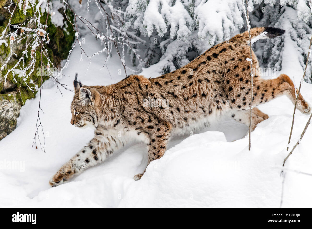Lynx running snow hi-res stock photography and images - Alamy