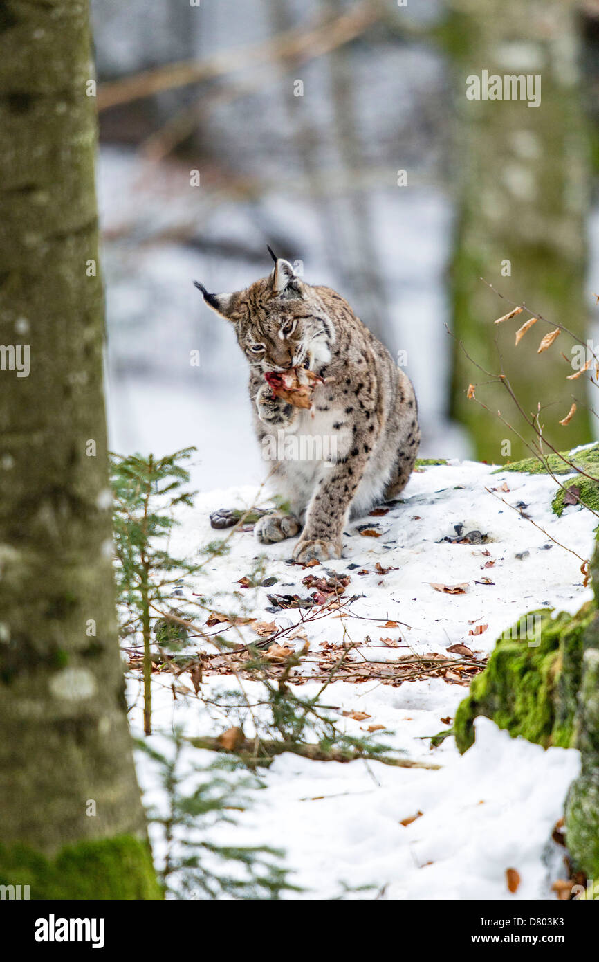 Lynx snow licking hi-res stock photography and images - Alamy