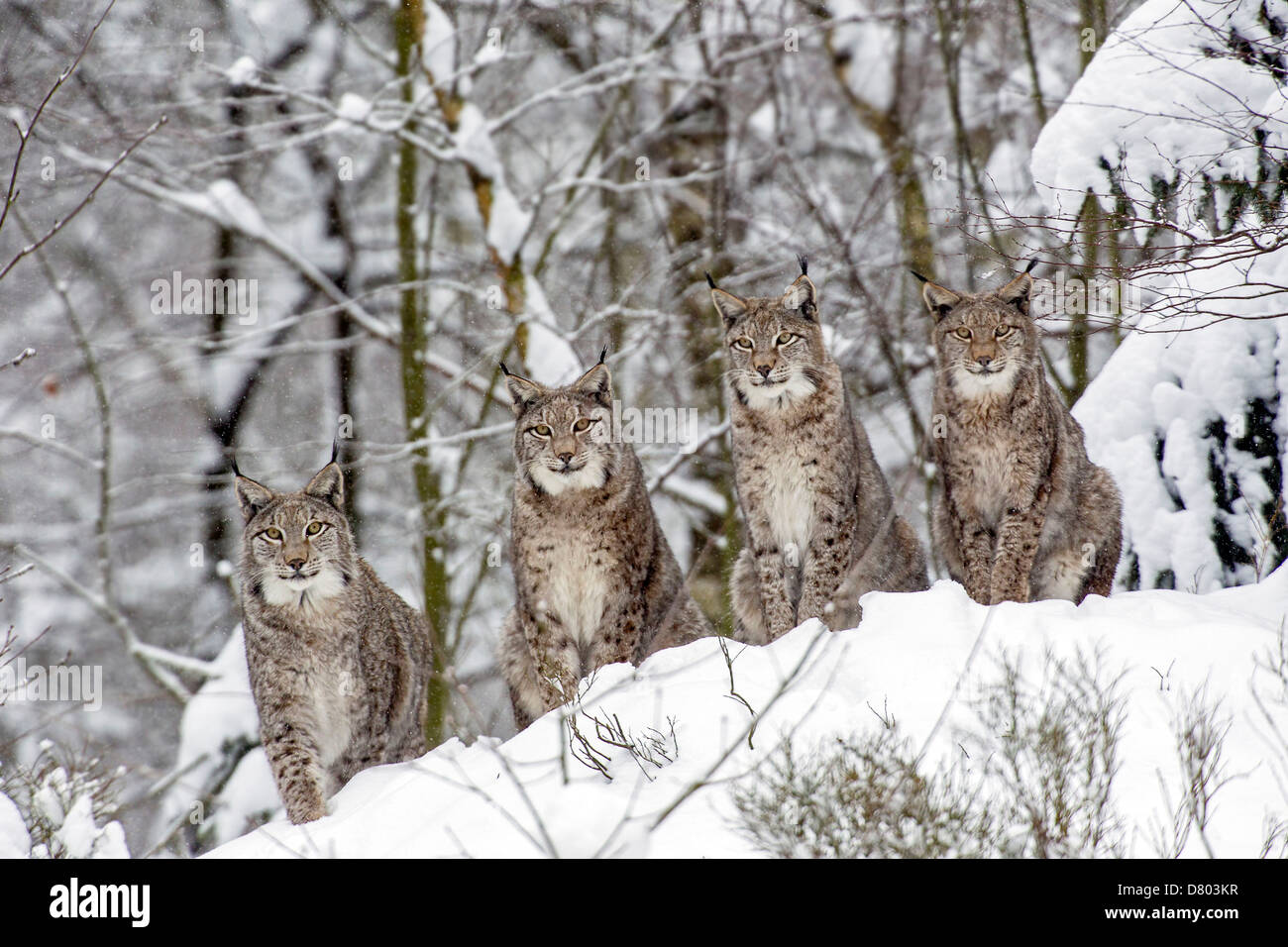 Eurasian lynx lynx lynx group hi-res stock photography and images - Alamy