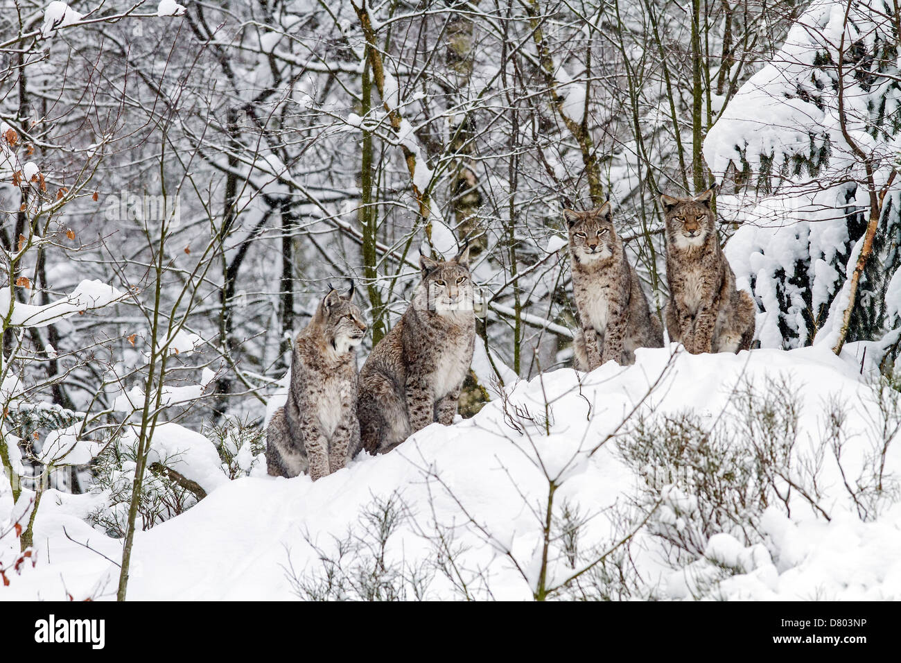 Eurasian lynx lynx lynx group hi-res stock photography and images - Alamy