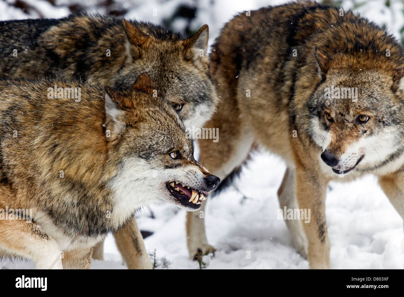 Grey wolf gesture hi-res stock photography and images - Alamy