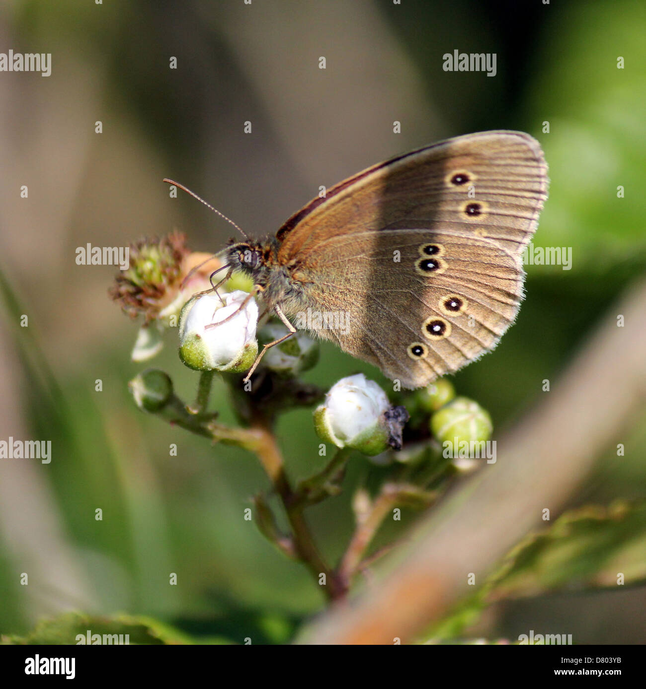 Macro image of a brown Ringlet (Aphantopus hyperantus) butterfly posing ...