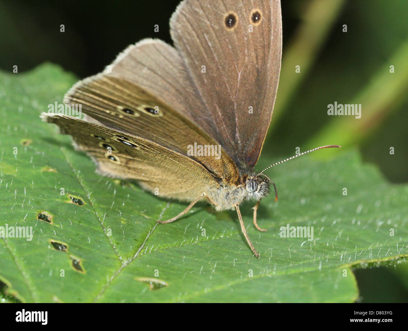 Macro image of a female brown Ringlet (Aphantopus hyperantus) butterfly ...