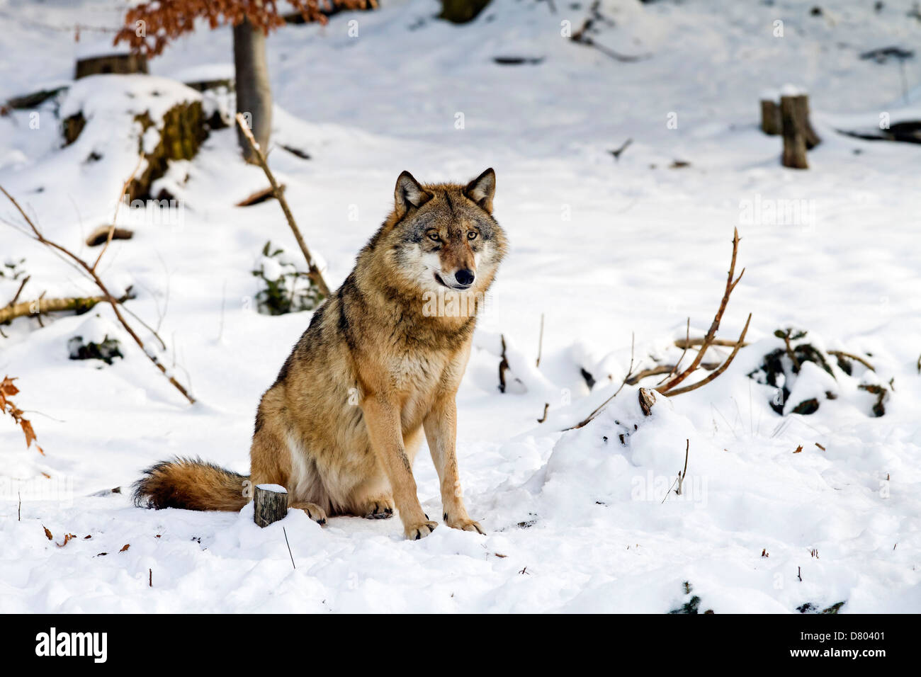 Wild grey wolf sitting snow hi-res stock photography and images - Alamy