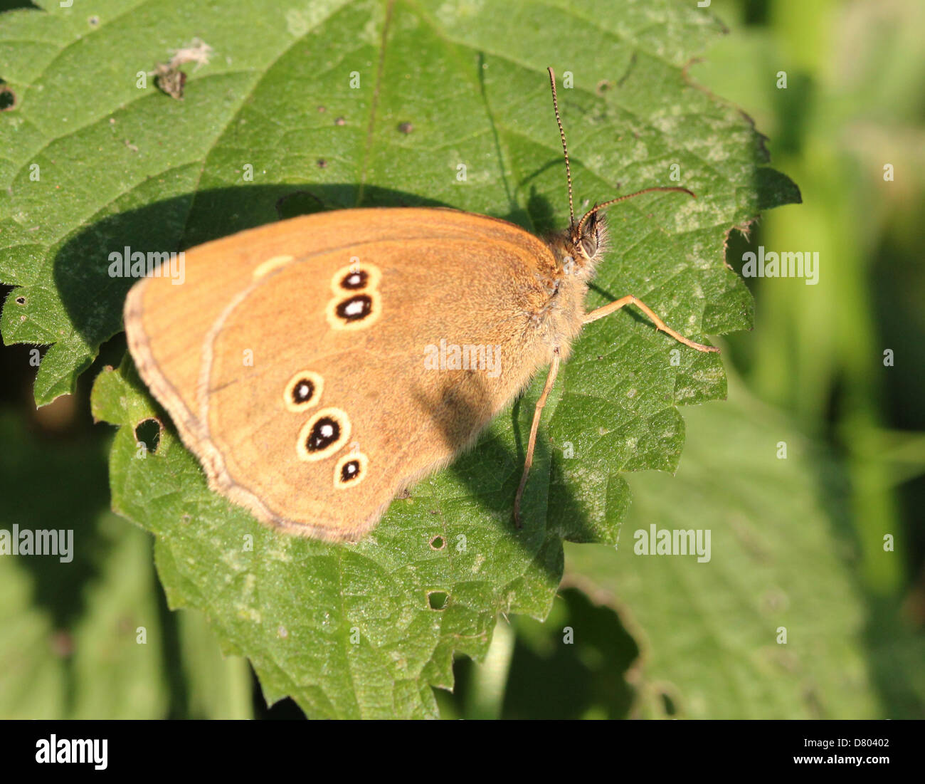 Macro image of a brown Ringlet (Aphantopus hyperantus) butterfly Stock ...