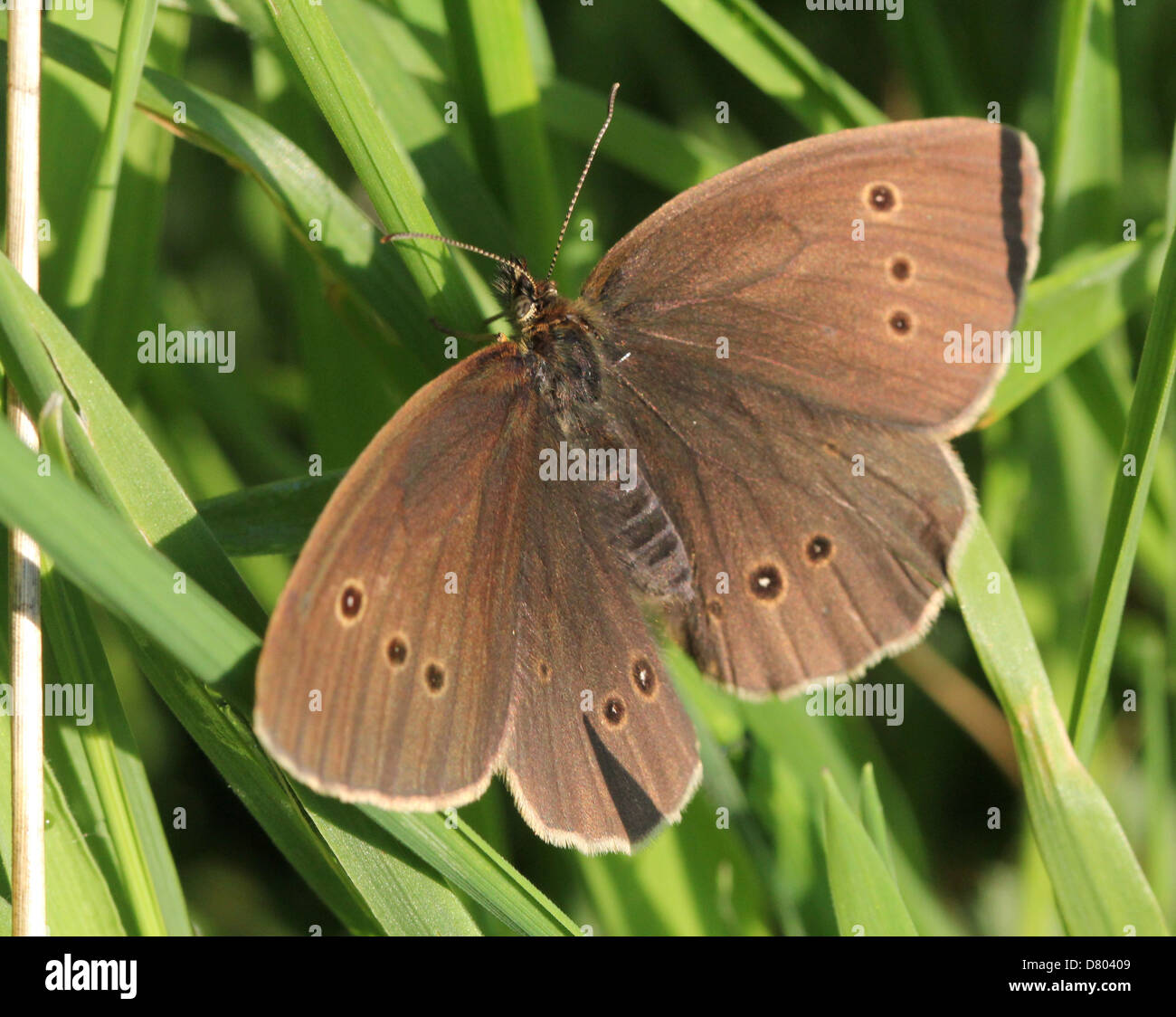 Macro image of a female brown Ringlet (Aphantopus hyperantus) butterfly ...