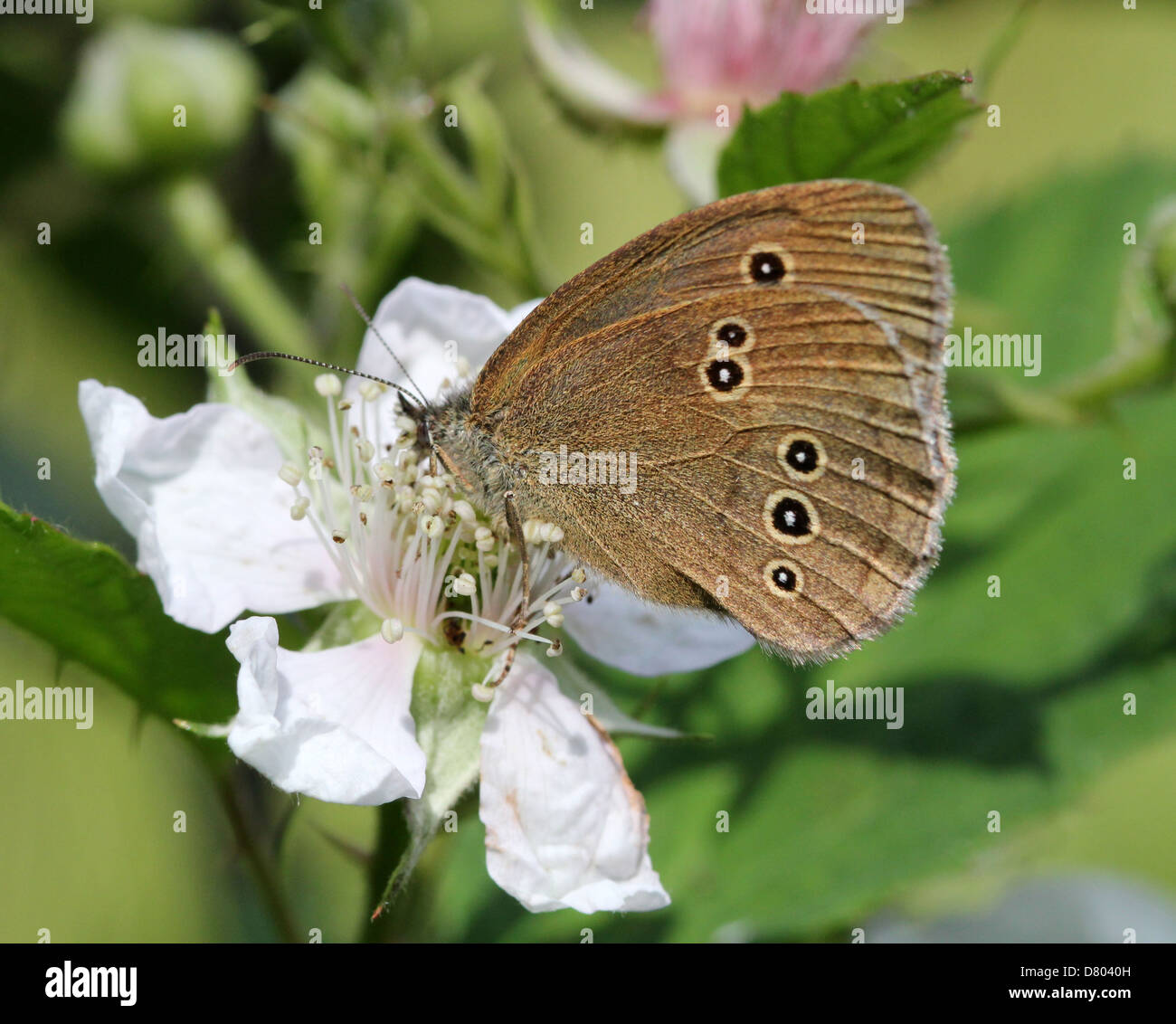 Macro image of a brown Ringlet (Aphantopus hyperantus) butterfly posing ...
