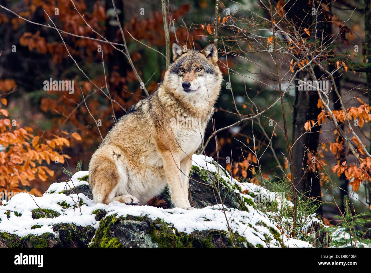 Wild grey wolf sitting snow hi-res stock photography and images - Alamy