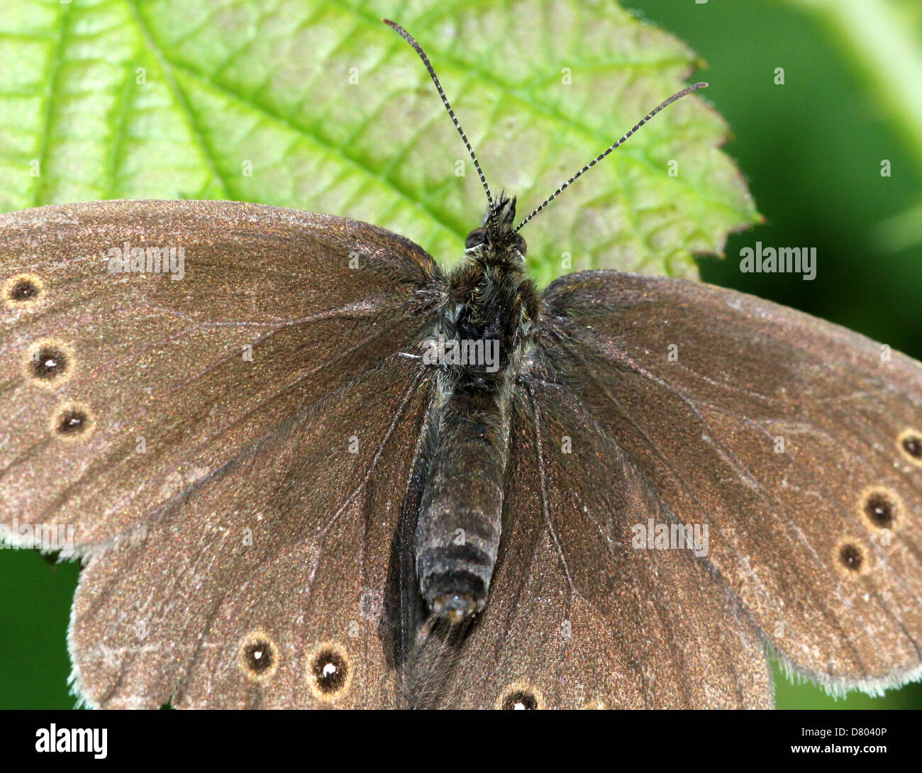Macro image of a female brown Ringlet (Aphantopus hyperantus) butterfly ...
