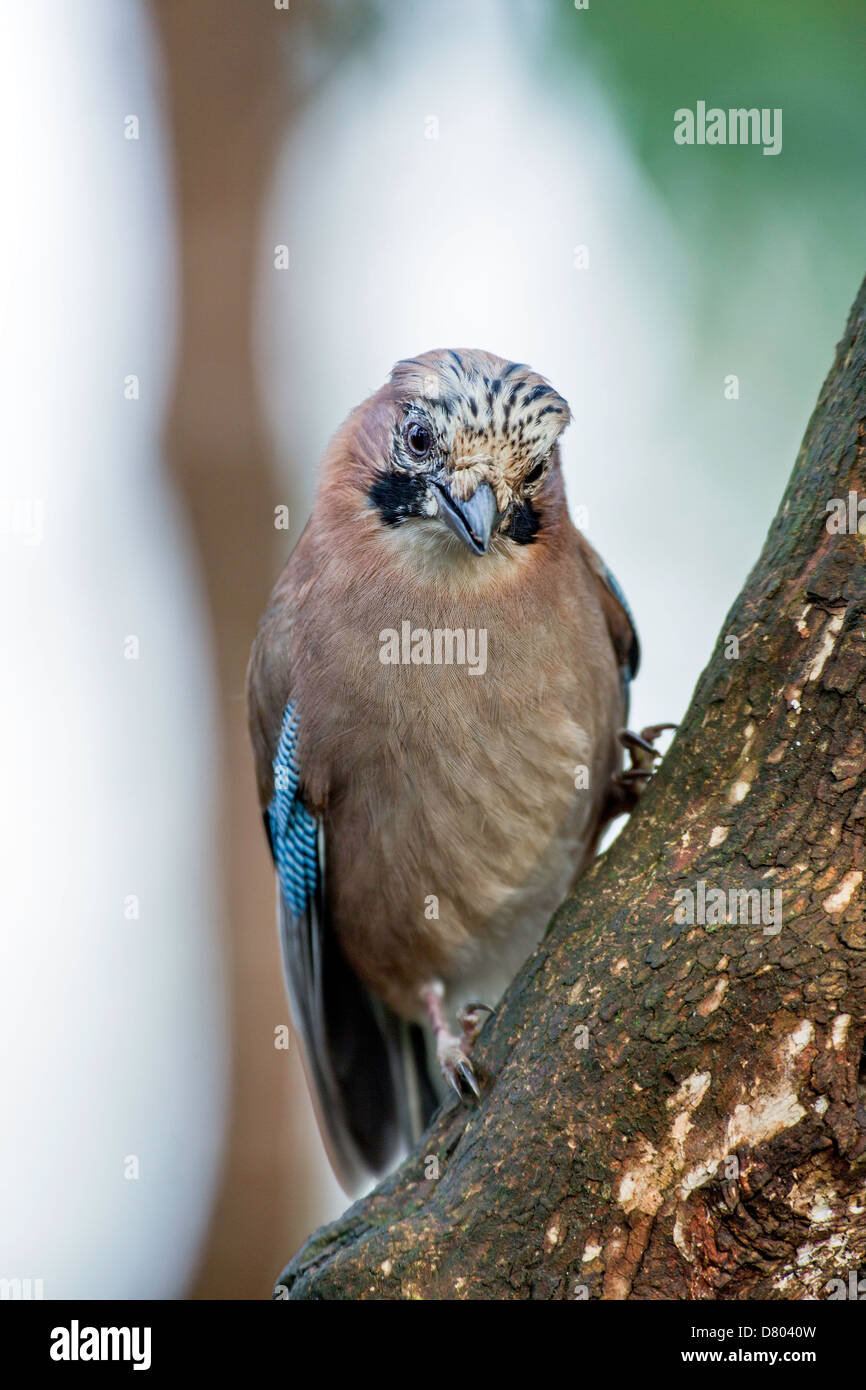 Jaybirds High Resolution Stock Photography and Images - Alamy