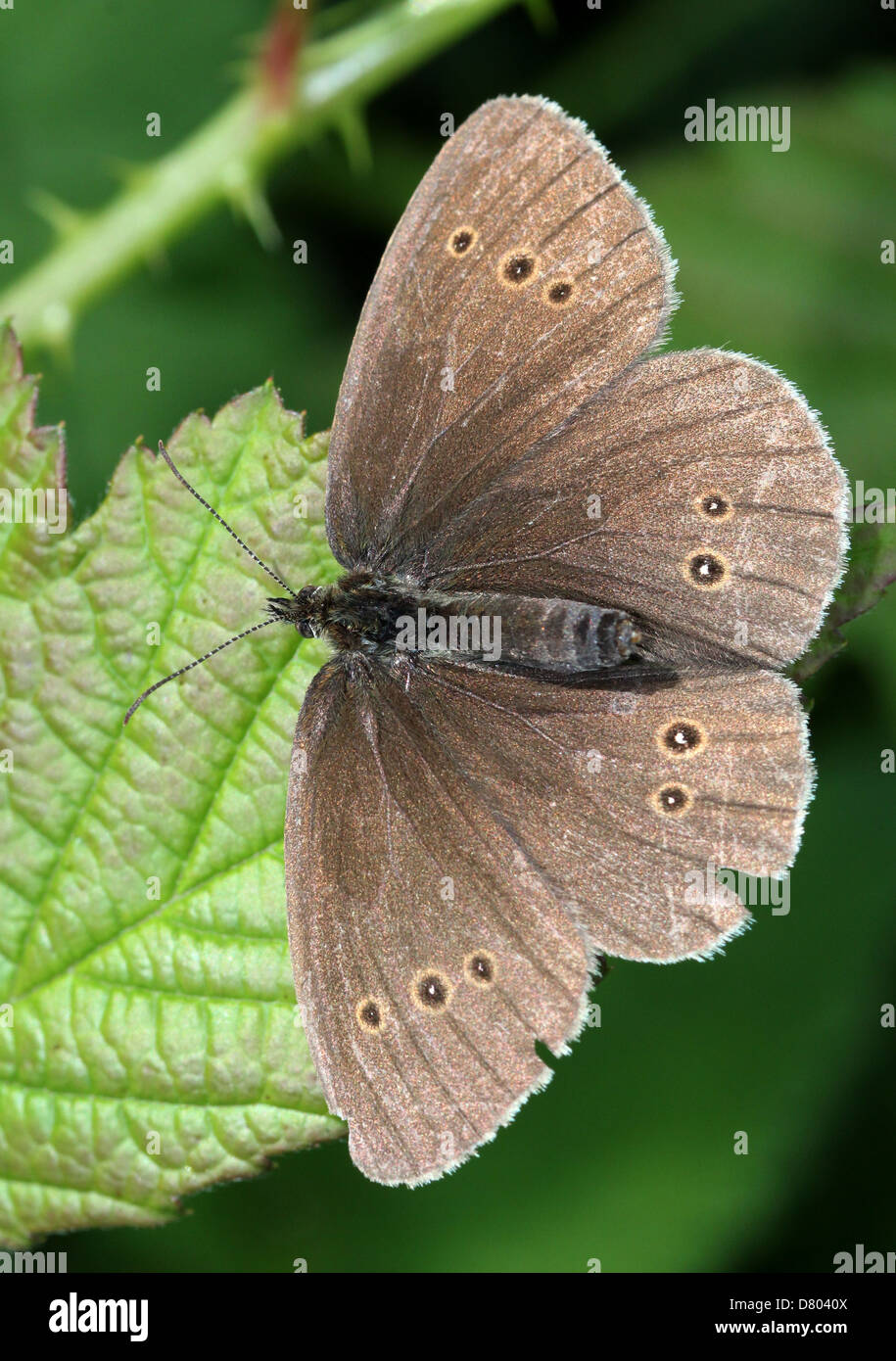 Macro image of a female brown Ringlet (Aphantopus hyperantus) butterfly ...