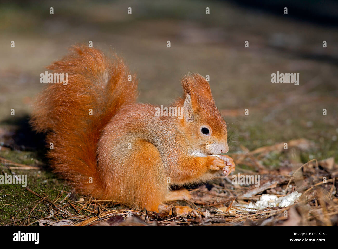 Eurasian red squirrel Stock Photo - Alamy