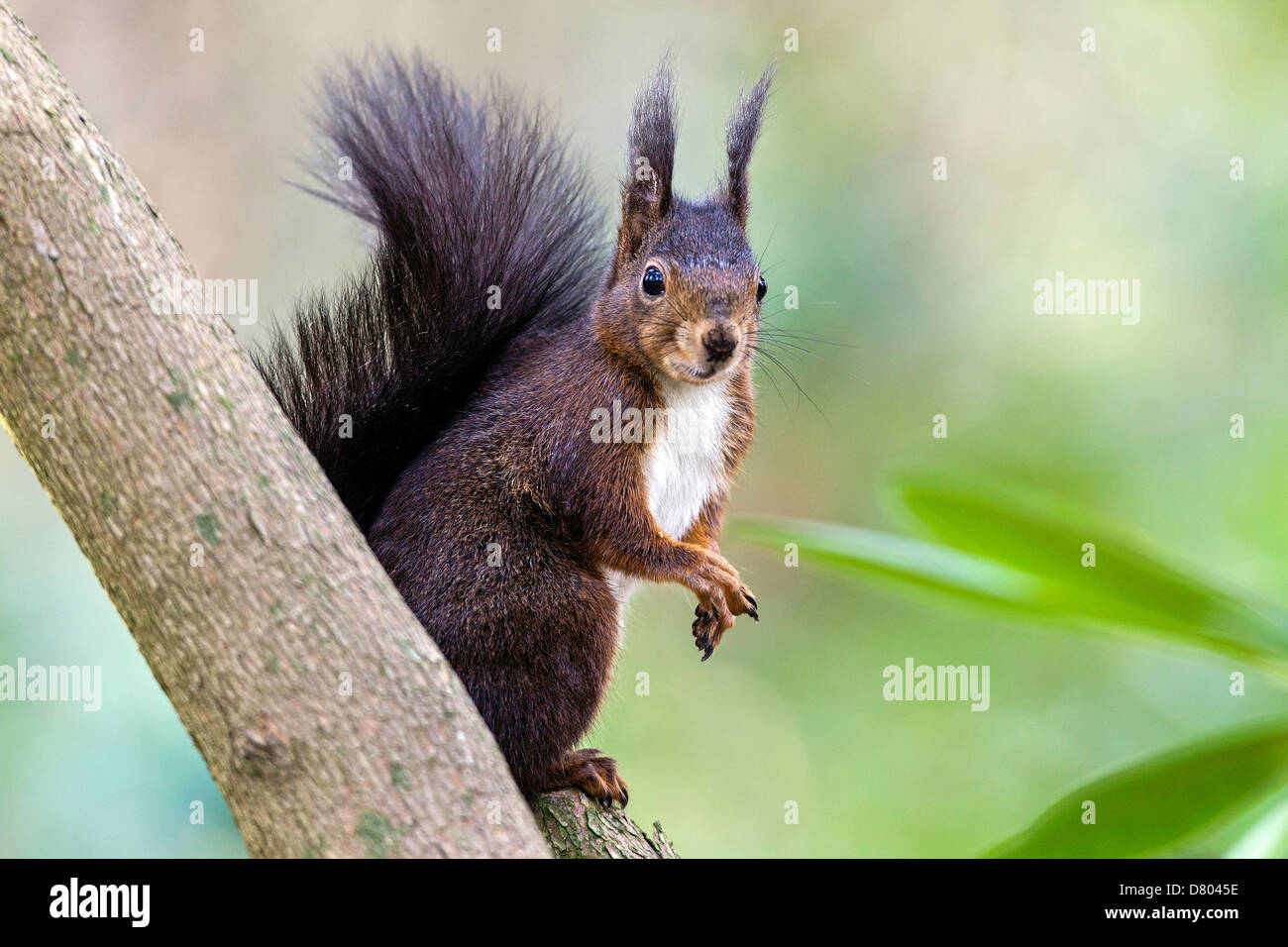 Eurasian red squirrel Stock Photo - Alamy