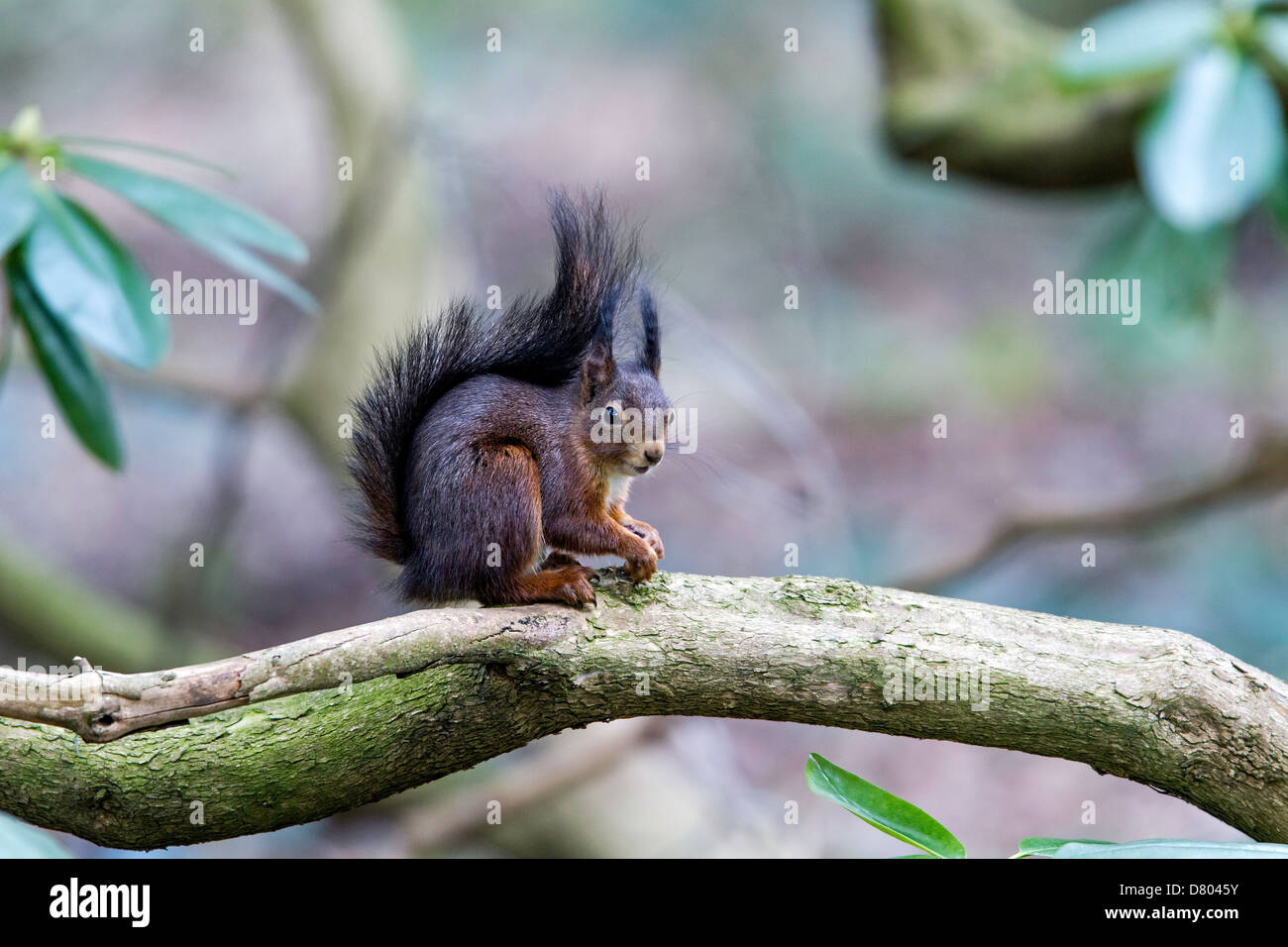 Eurasian red squirrel Stock Photo - Alamy