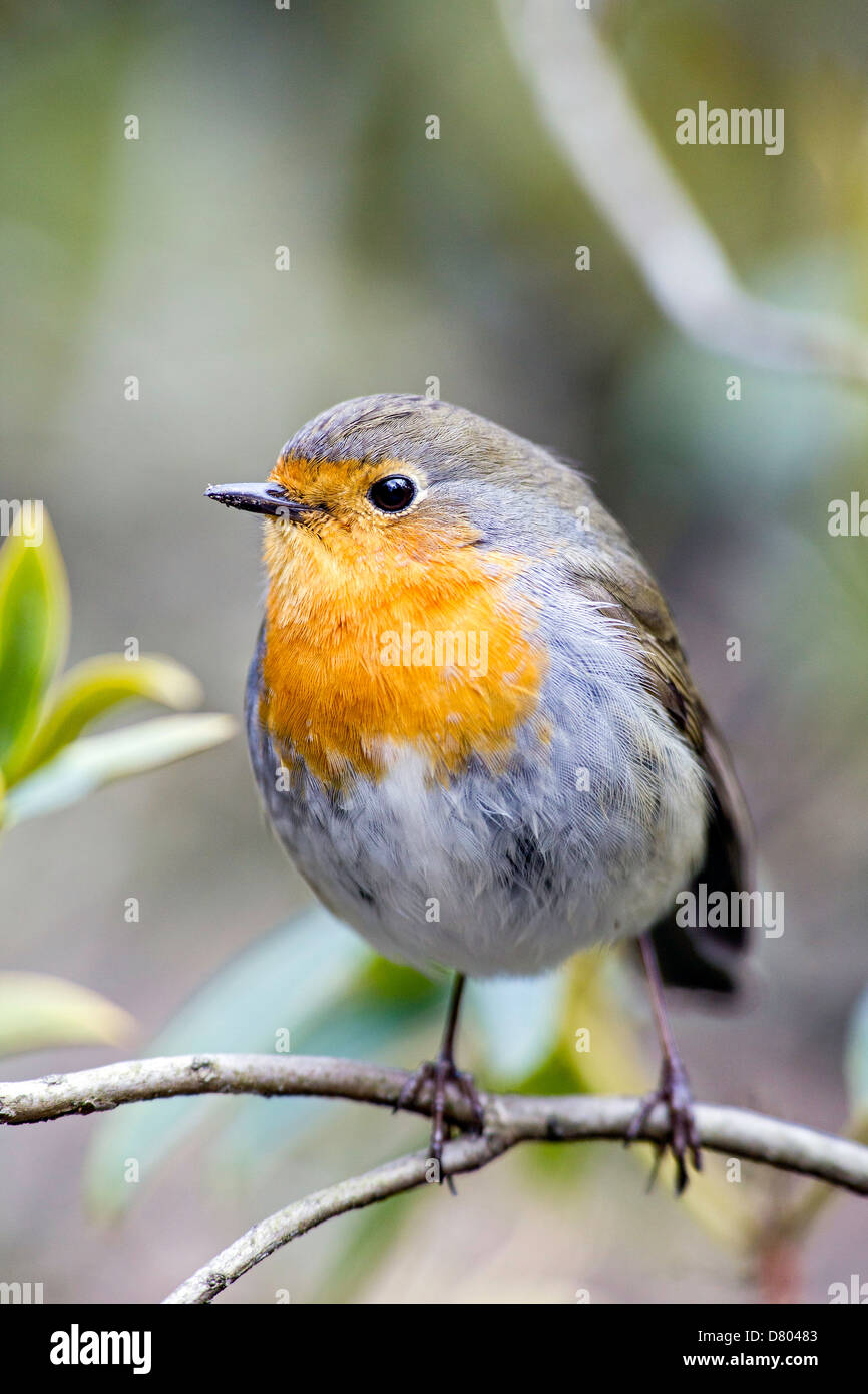 Robin size hi-res stock photography and images - Alamy
