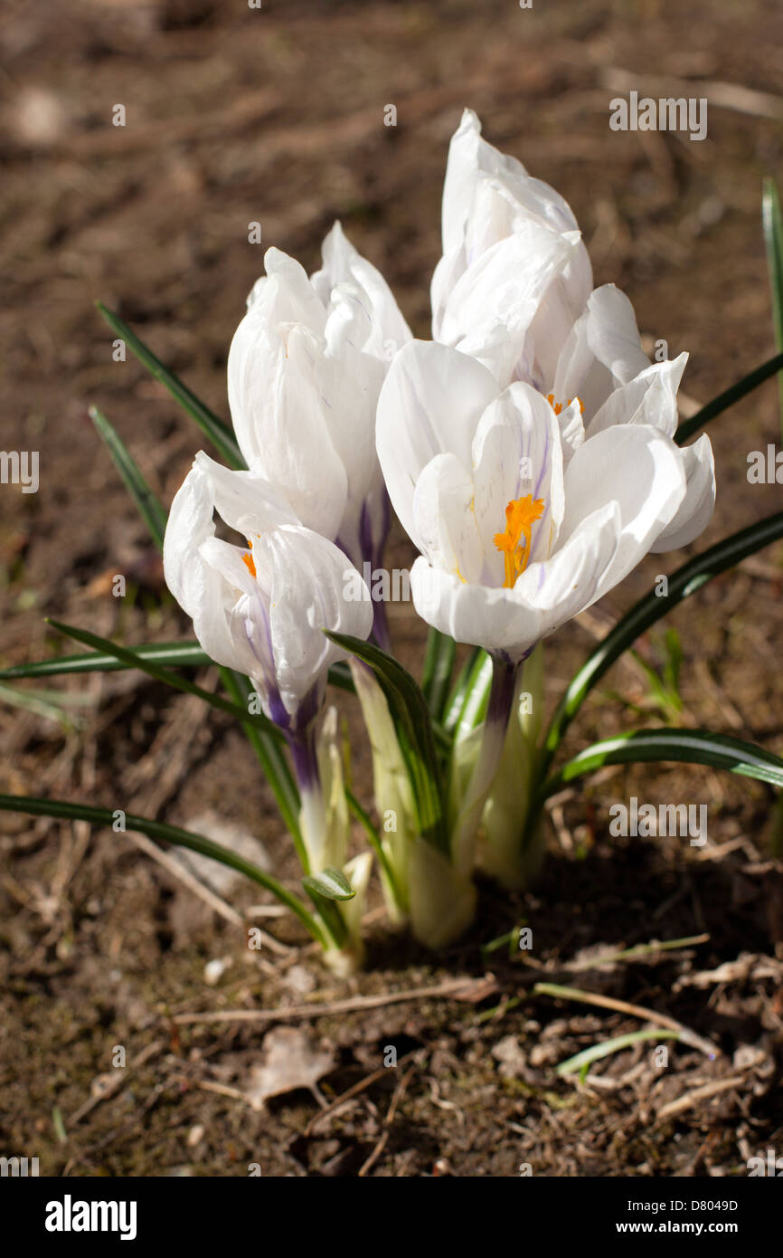 Spring crocus. Group of spring flowers on the ground Stock Photo - Alamy