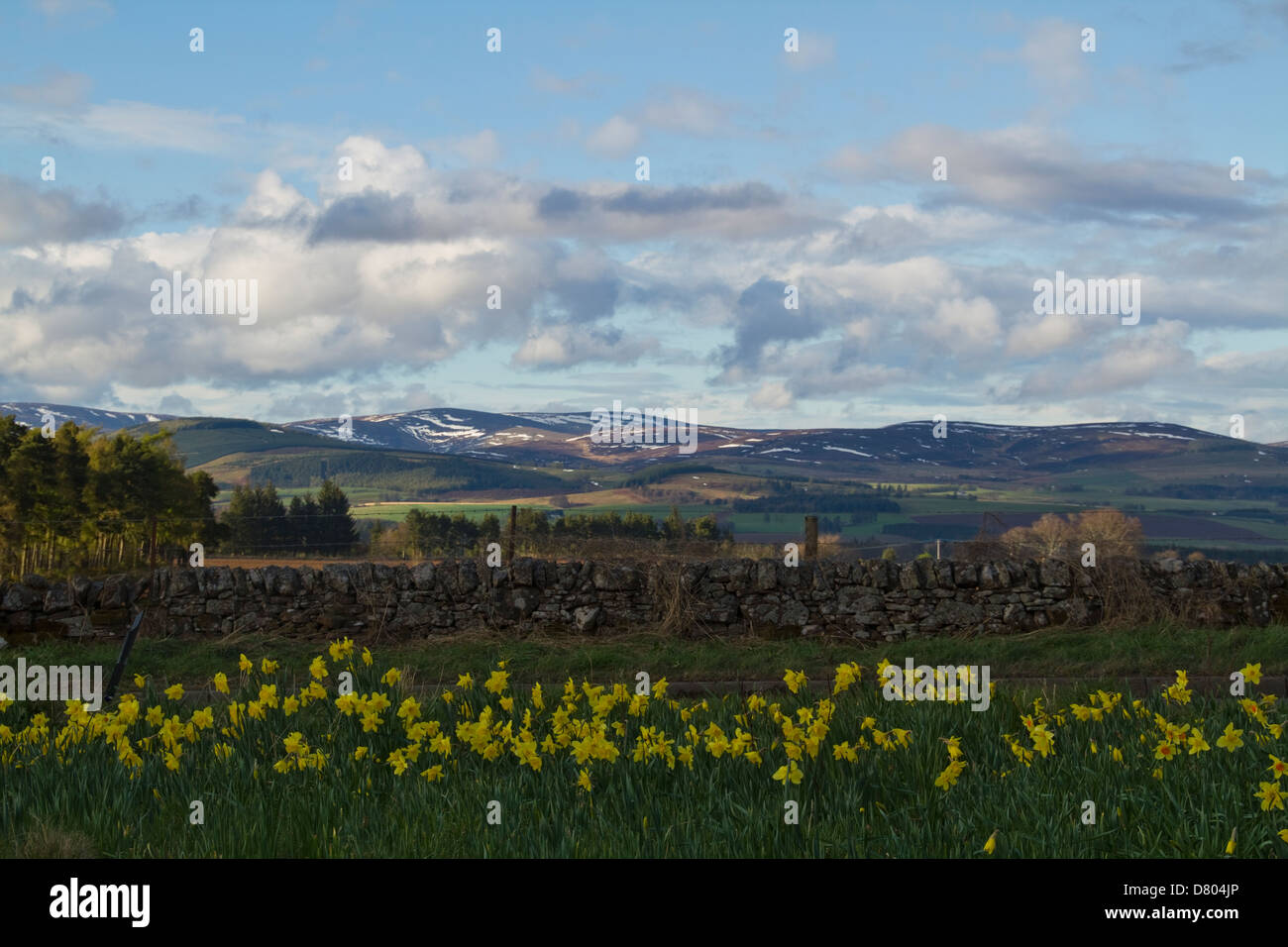 From angus hi-res stock photography and images - Alamy