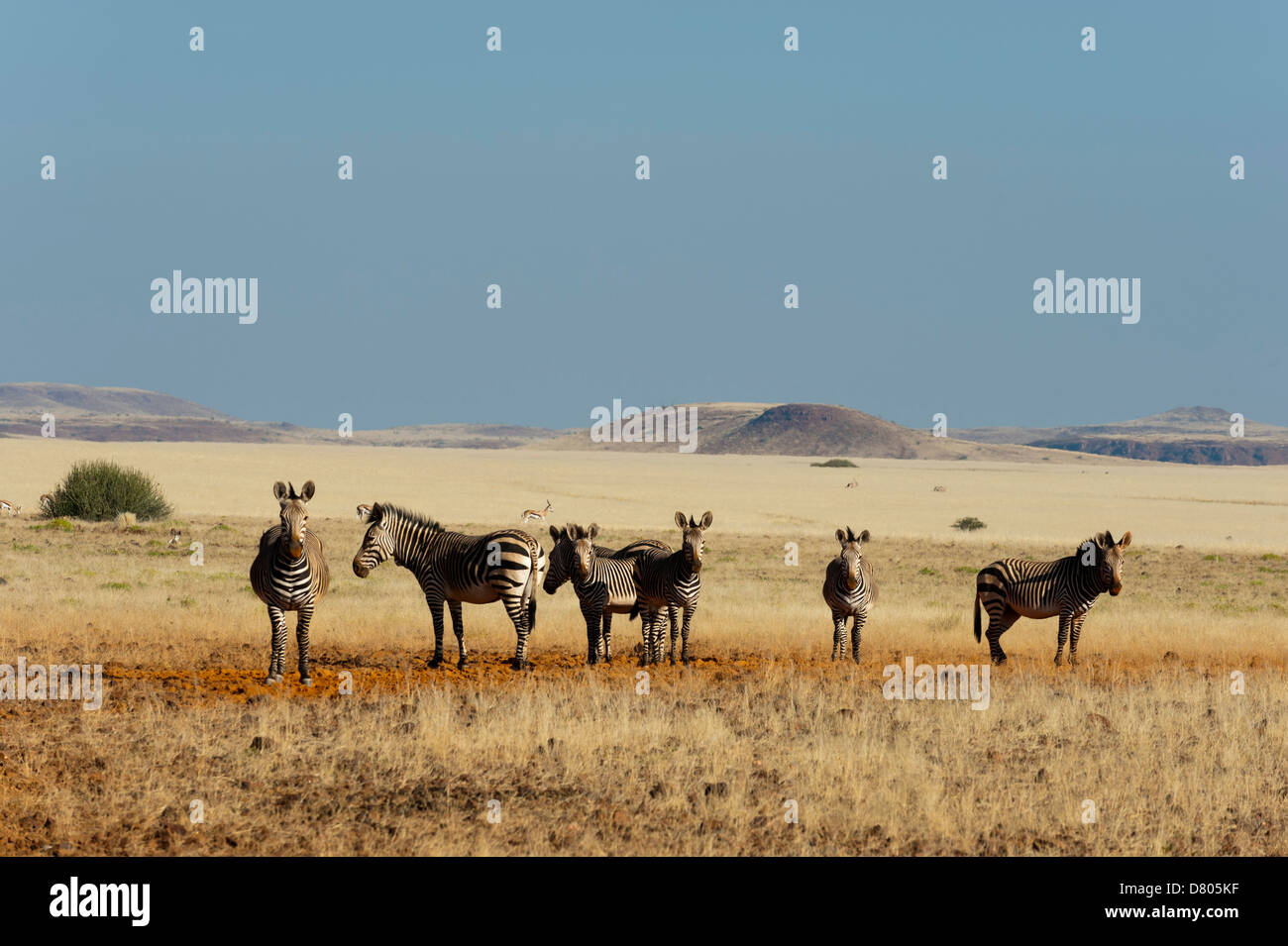 Hartmann's mountain zebra (Equus zebra hartmannae), Palmwag Concession ...