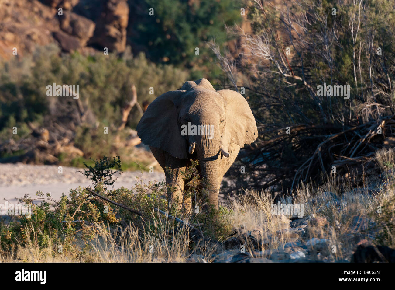 Desert Elephant (Loxodonta africana), Skeleton Coast National Park ...