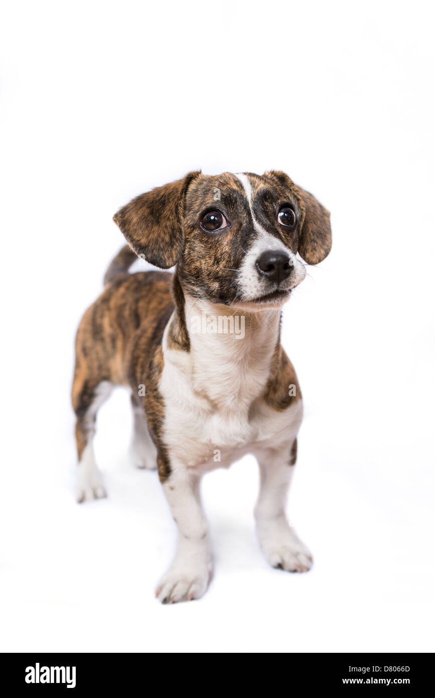 A puppy with Brindle patterning in a studio setting Stock Photo - Alamy